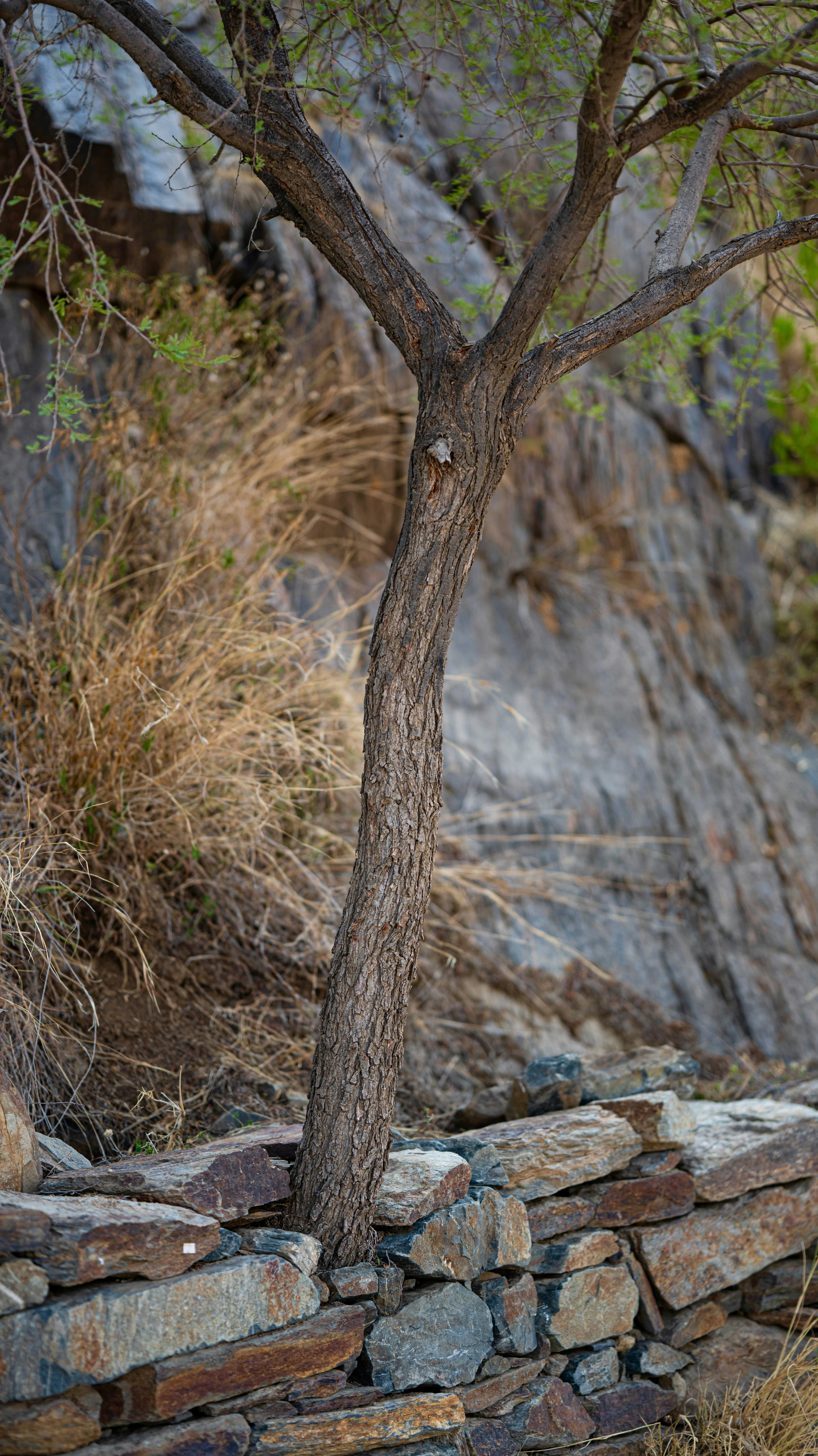 A solitary tree trunk rises from a low stone wall against a rugged rocky backdrop, with dried grasses and sparse greenery framing the scene.