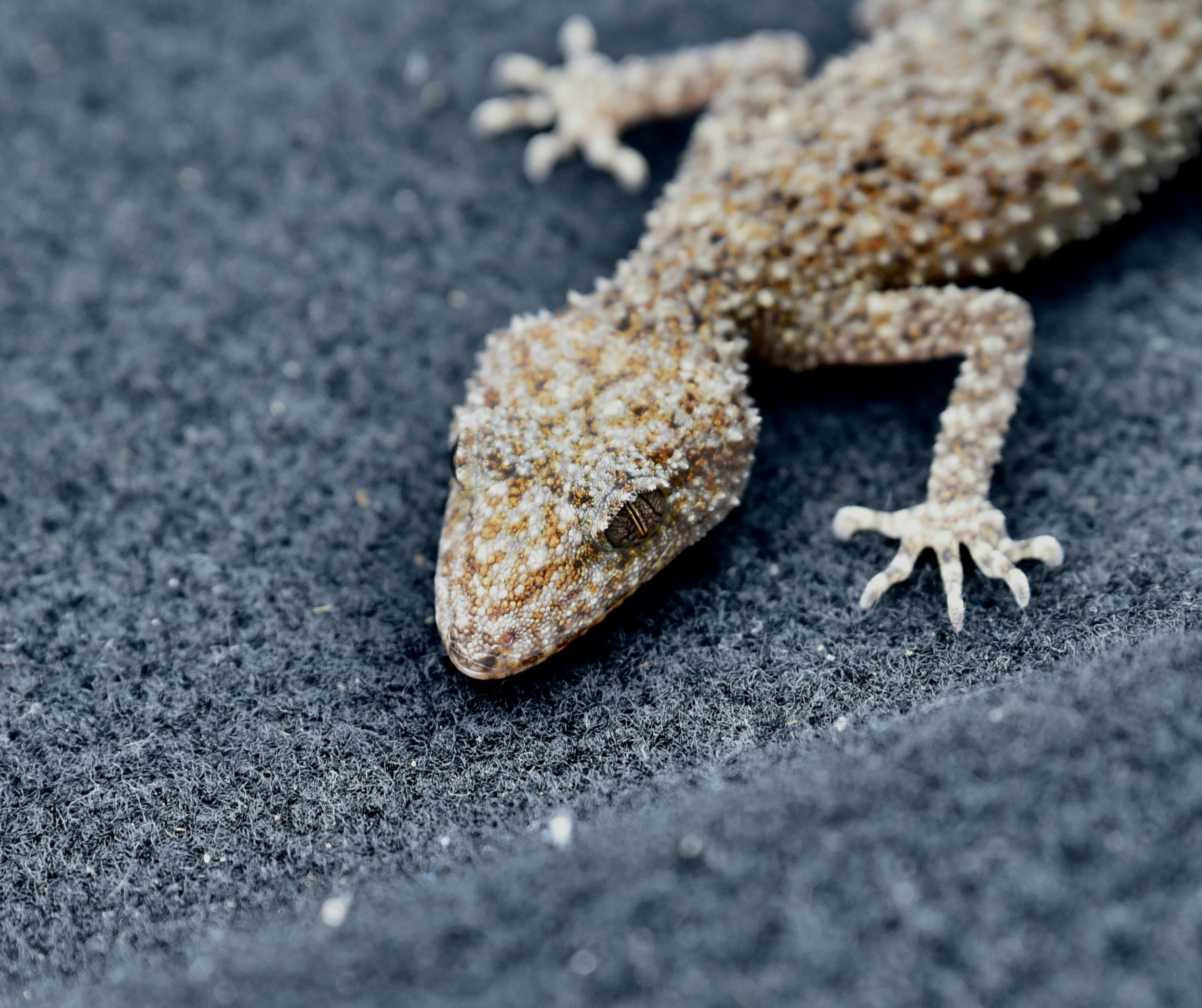 Sand-Speckled Gecko: A Close-Up on Texture and Gaze