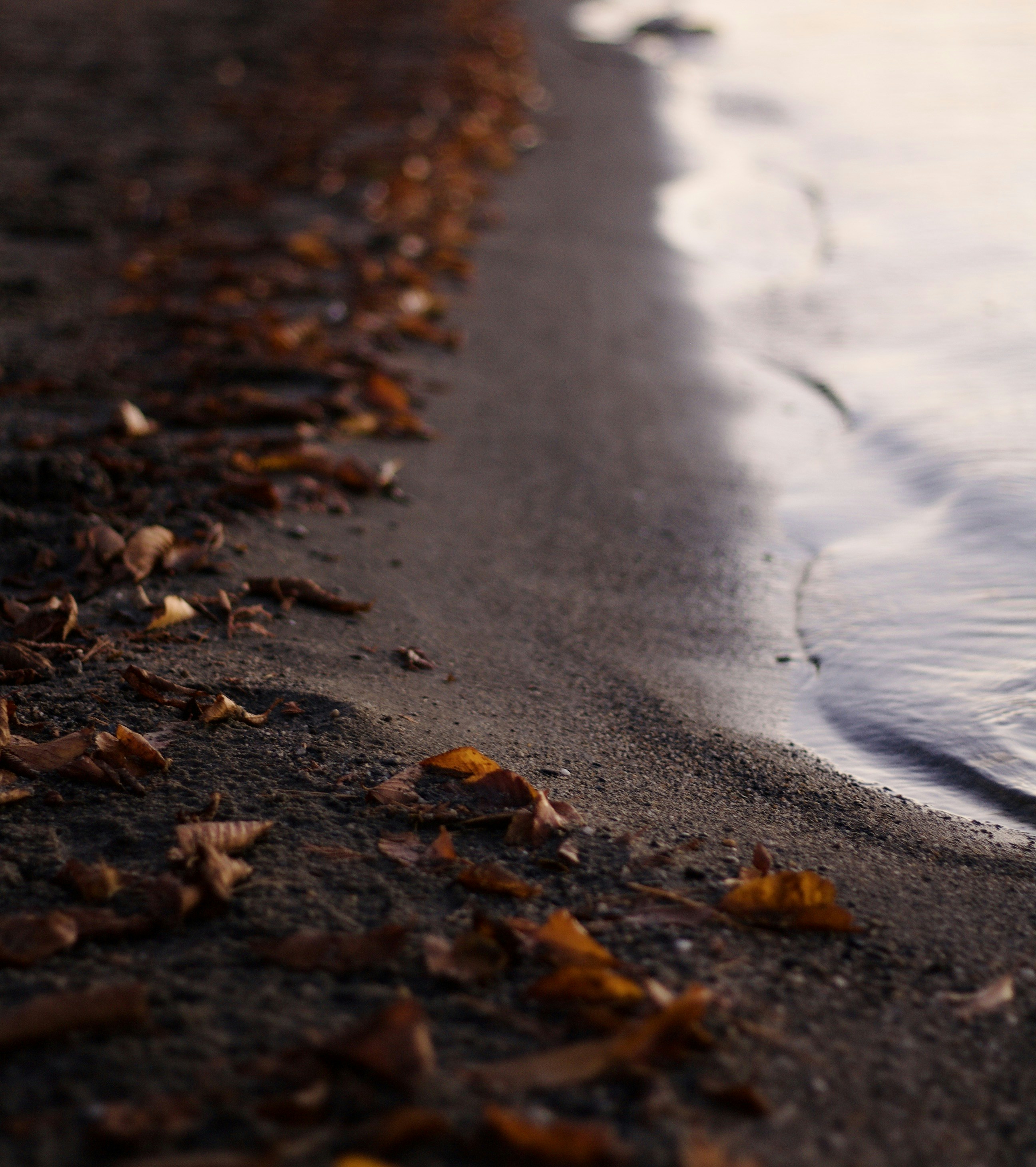 Autumn leaves litter a shoreline as gentle waves wash in along a sandy beach, with soft depth and a calm, reflective mood.
