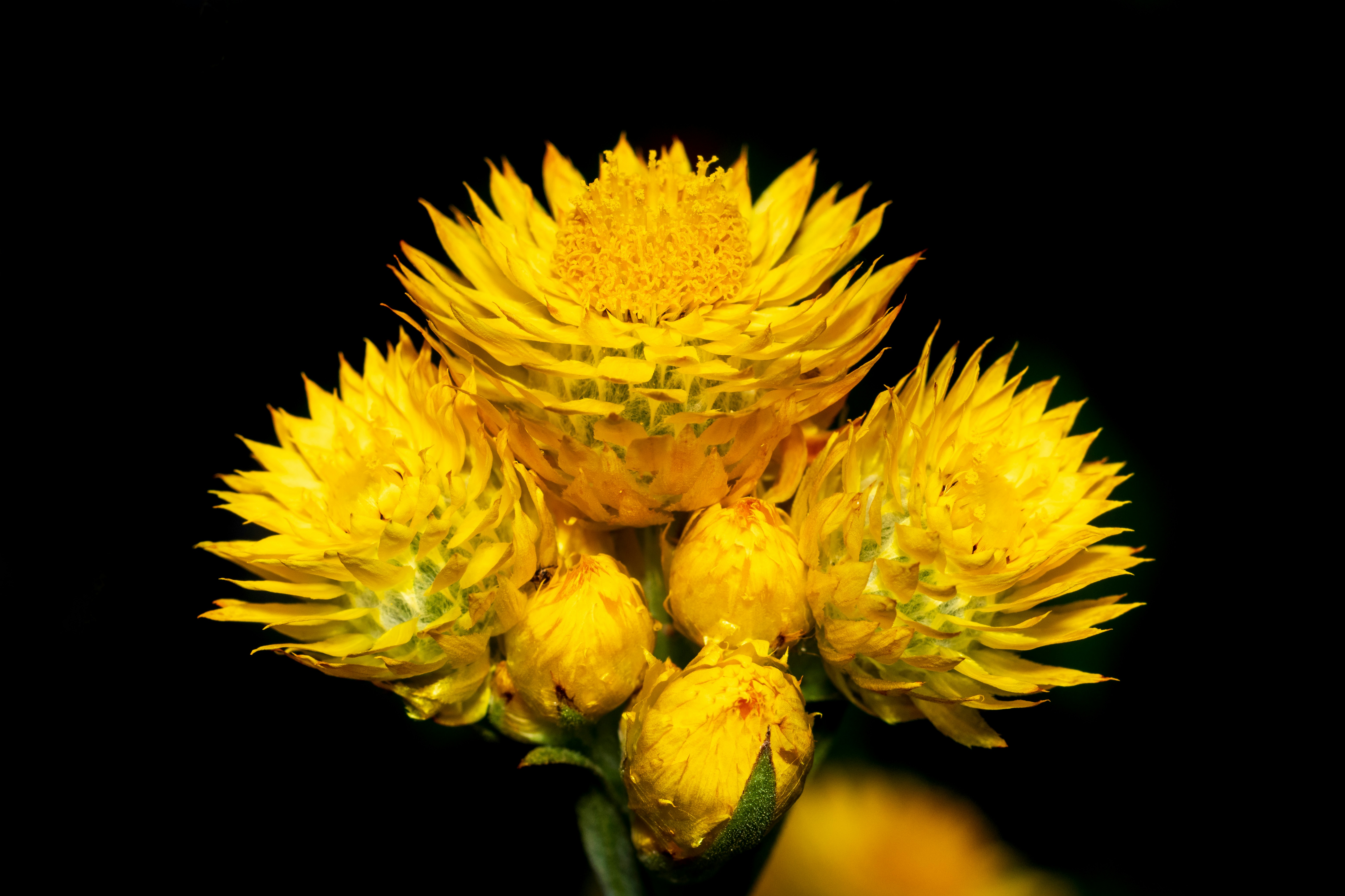 Sunburst in Focus: A Trio of Golden Heads Against Night