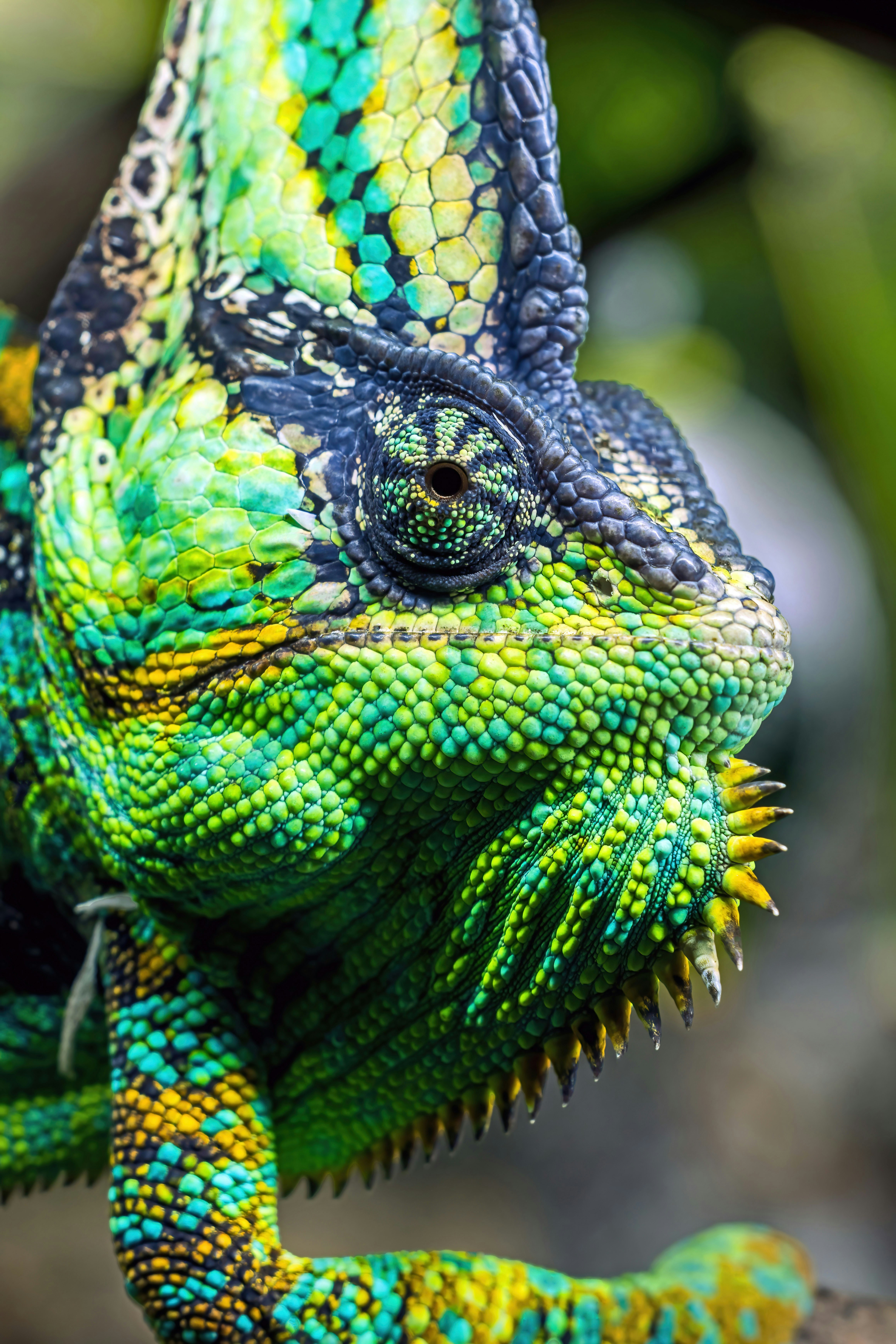 Emerald Gaze: A Close-Up Portrait of a Color-Saturated Dragon