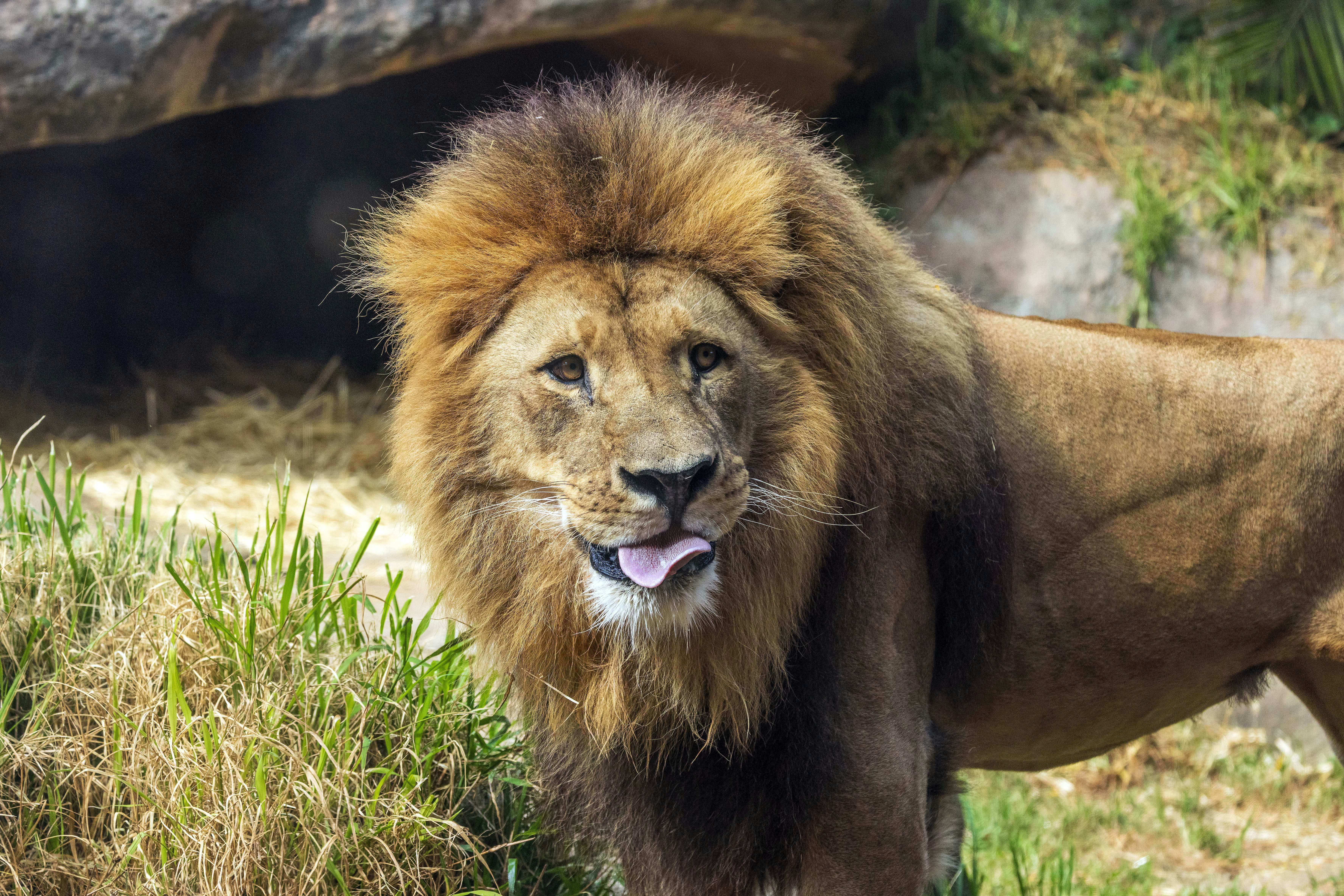 Majestic Pride at the Edge of the Clearing