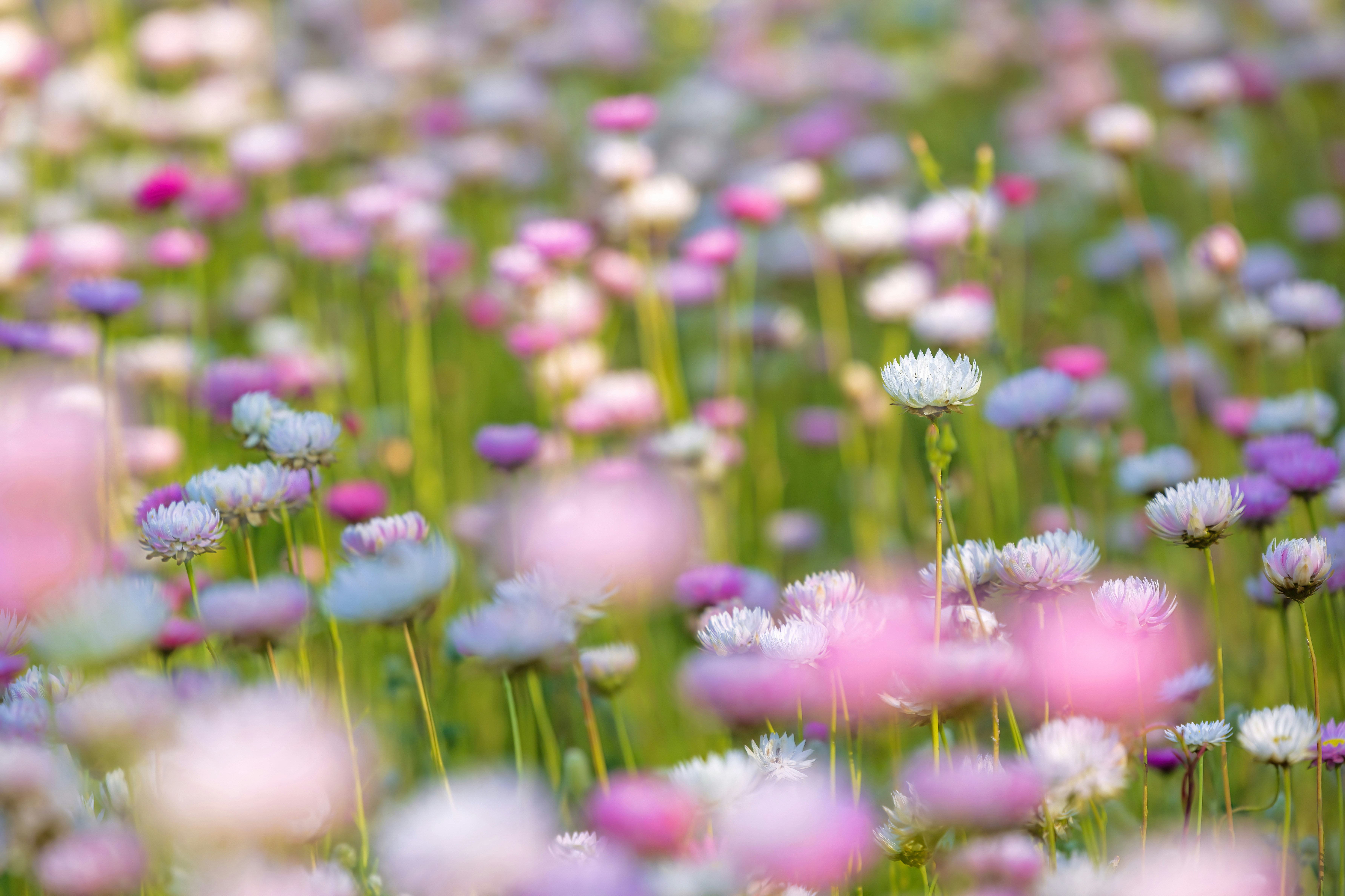 Petals in a Dream: a Soft-Focused Meadow of Color