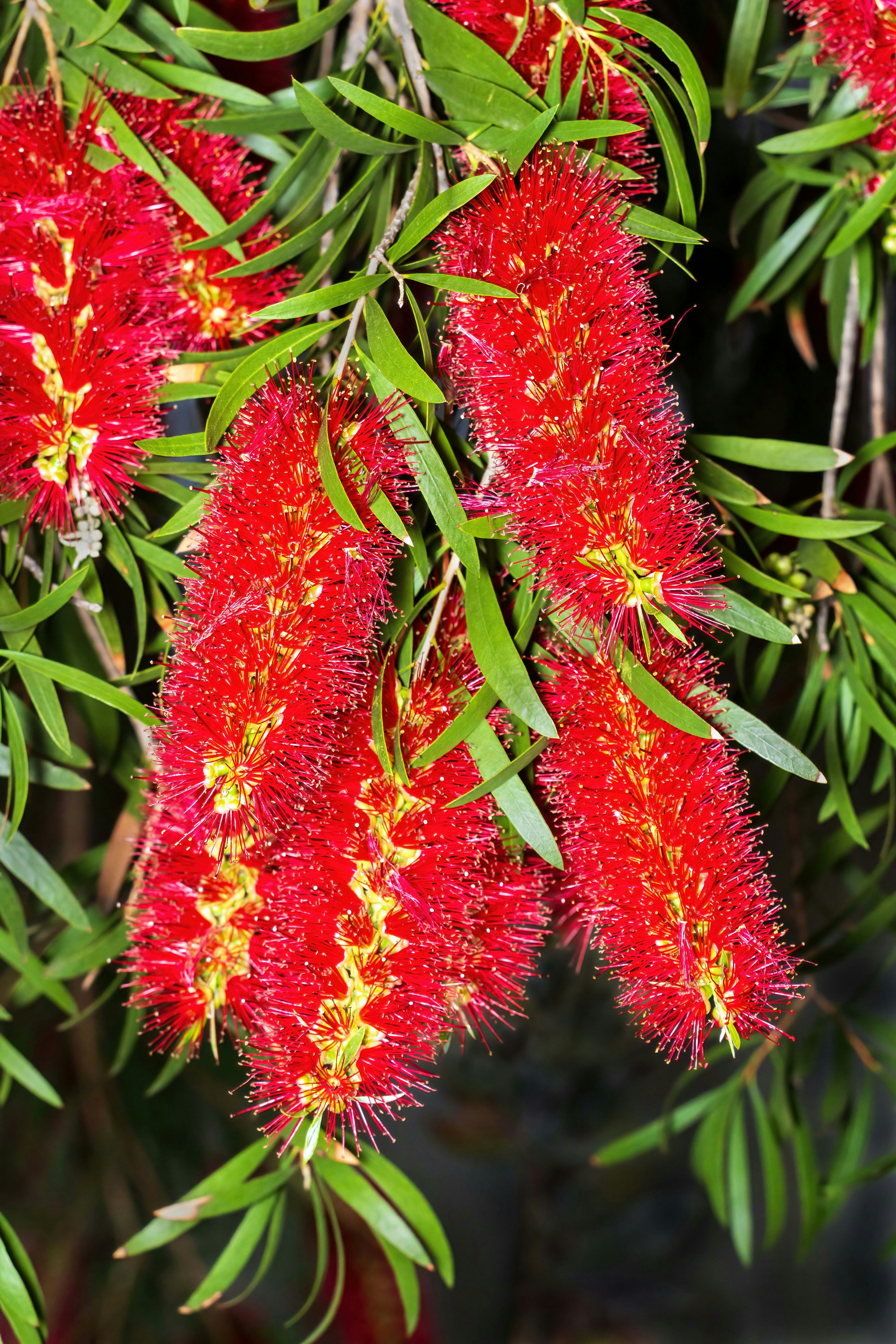 Flowers of a Weeping Bottlebrush. Melaleuca viminalis, previously Callistemon viminalis.