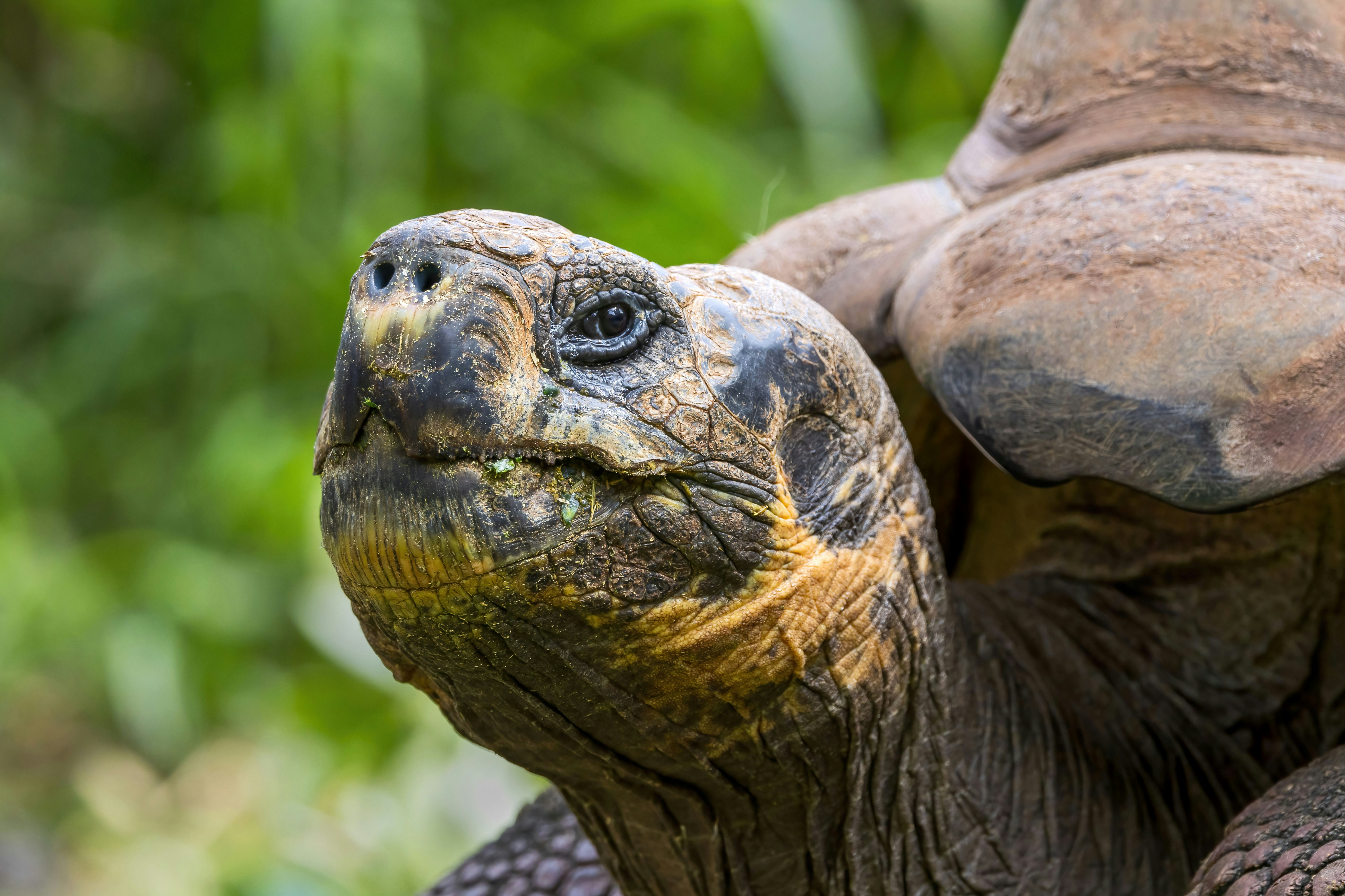 Close-Up of a Gentle Giant: Turtle's Gaze Amid Verdant Backdrop