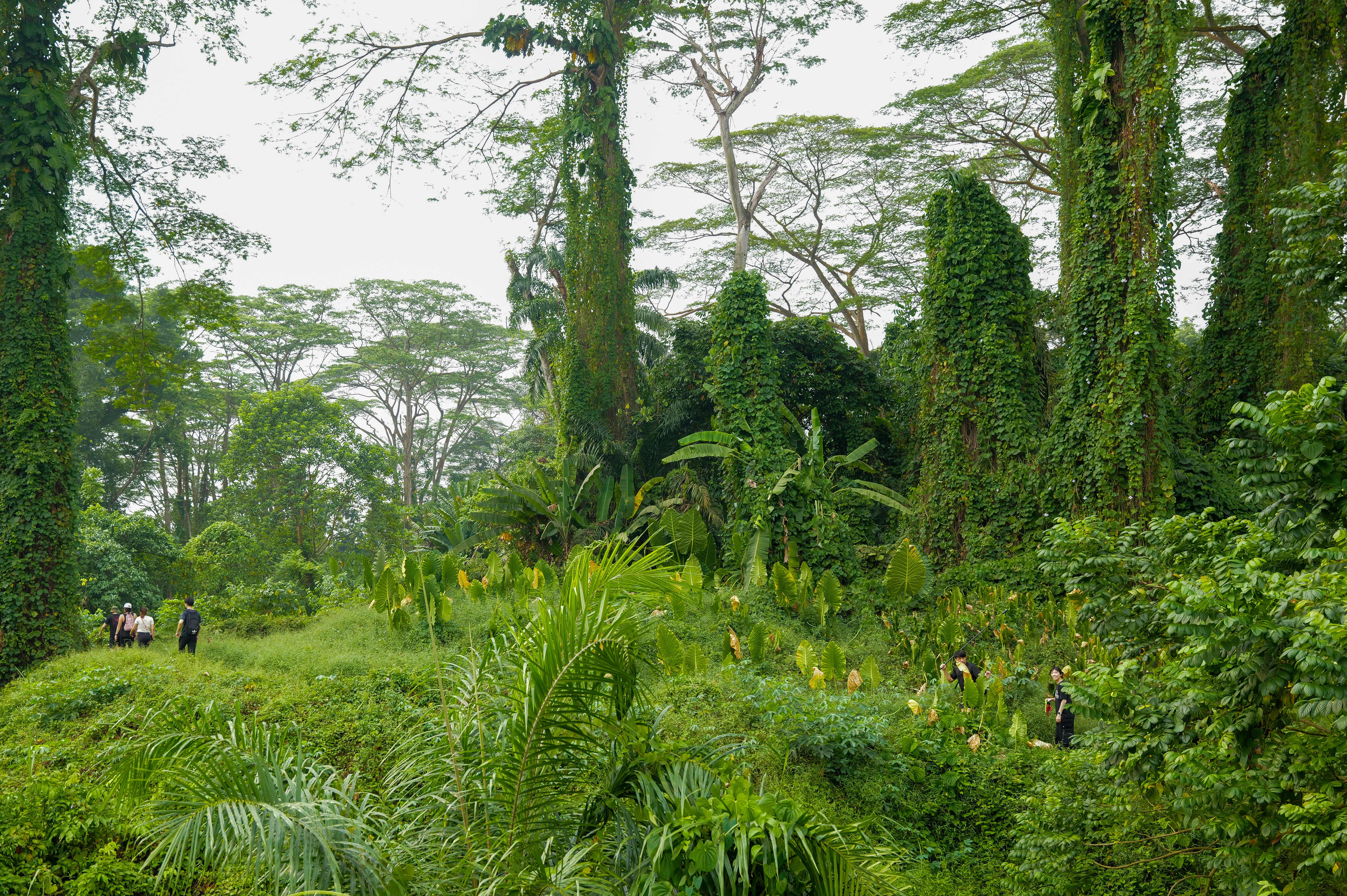 Dense jungle-like garden with tall trees and lush shrubs; a few small figures visible in the distance, suggesting a scene of exploration or study within a green sanctuary.