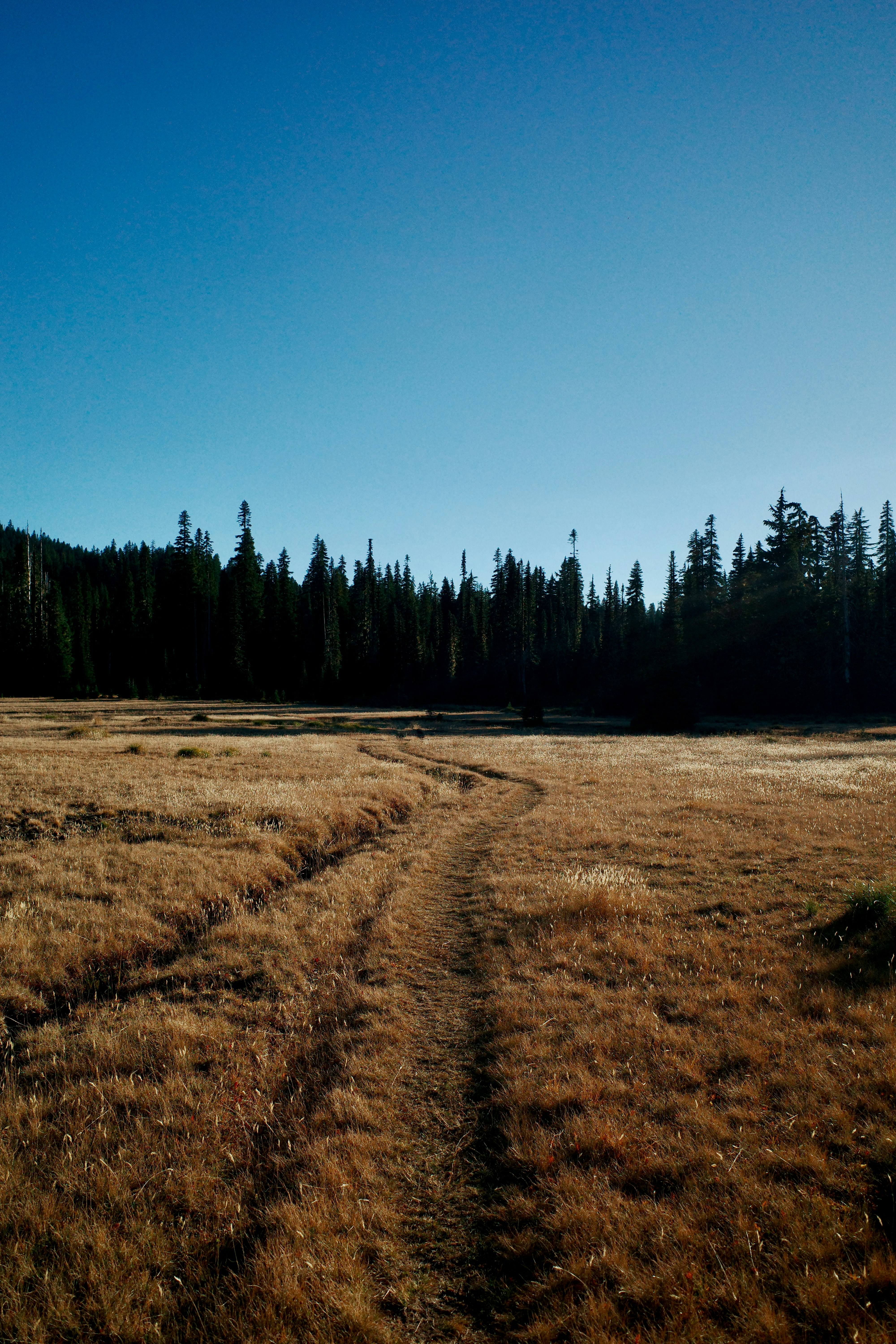 Path Through Golden Field Toward a Quiet Conifer Edge