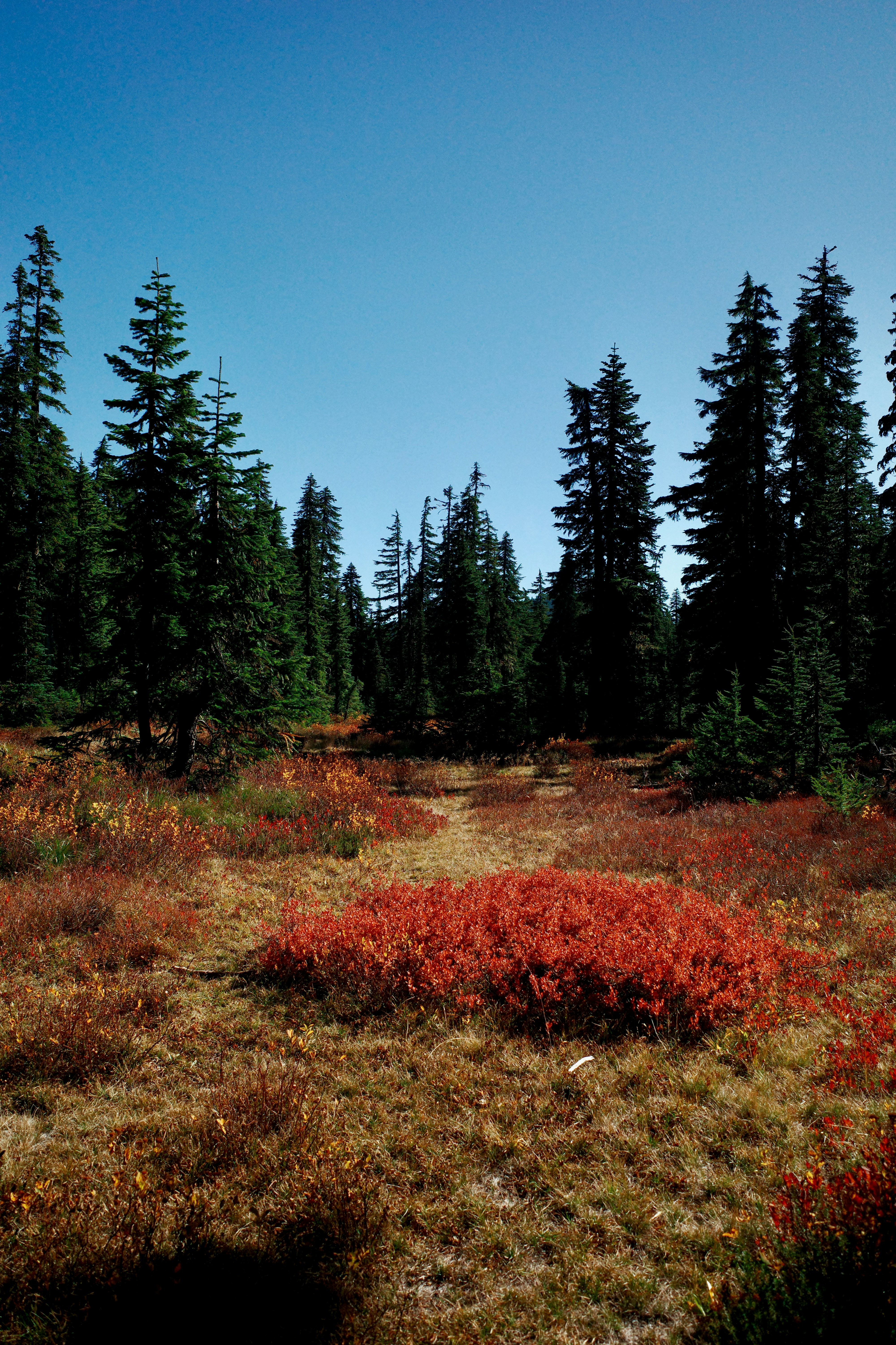 Autumn Pines Under a Clear Blue Cathedral Sky