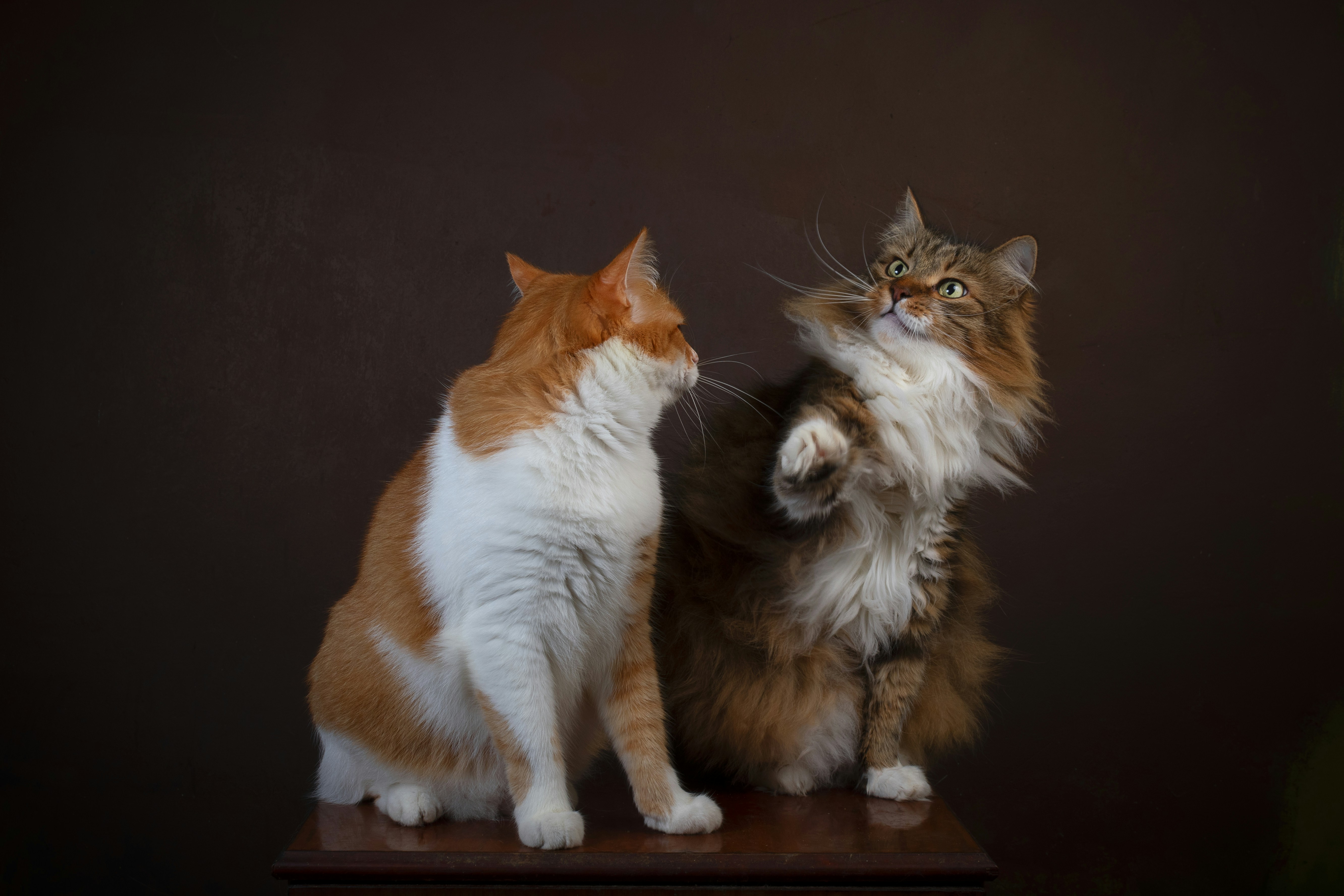 Midnight Mischief: The Ginger and the Fluff in Conversation