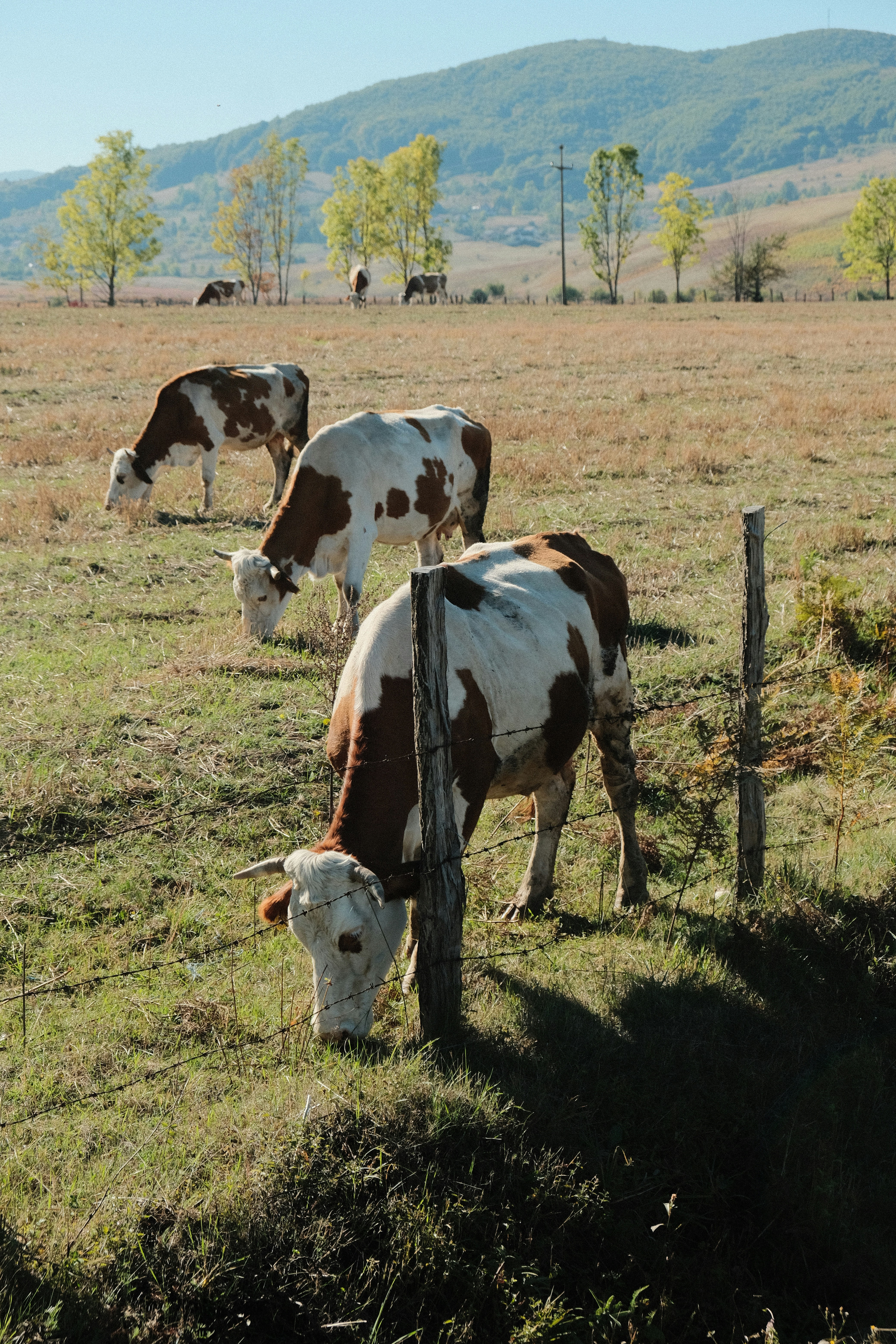 Pasture in Focus: Cows Grazing Along a Rural Fence at Dusk