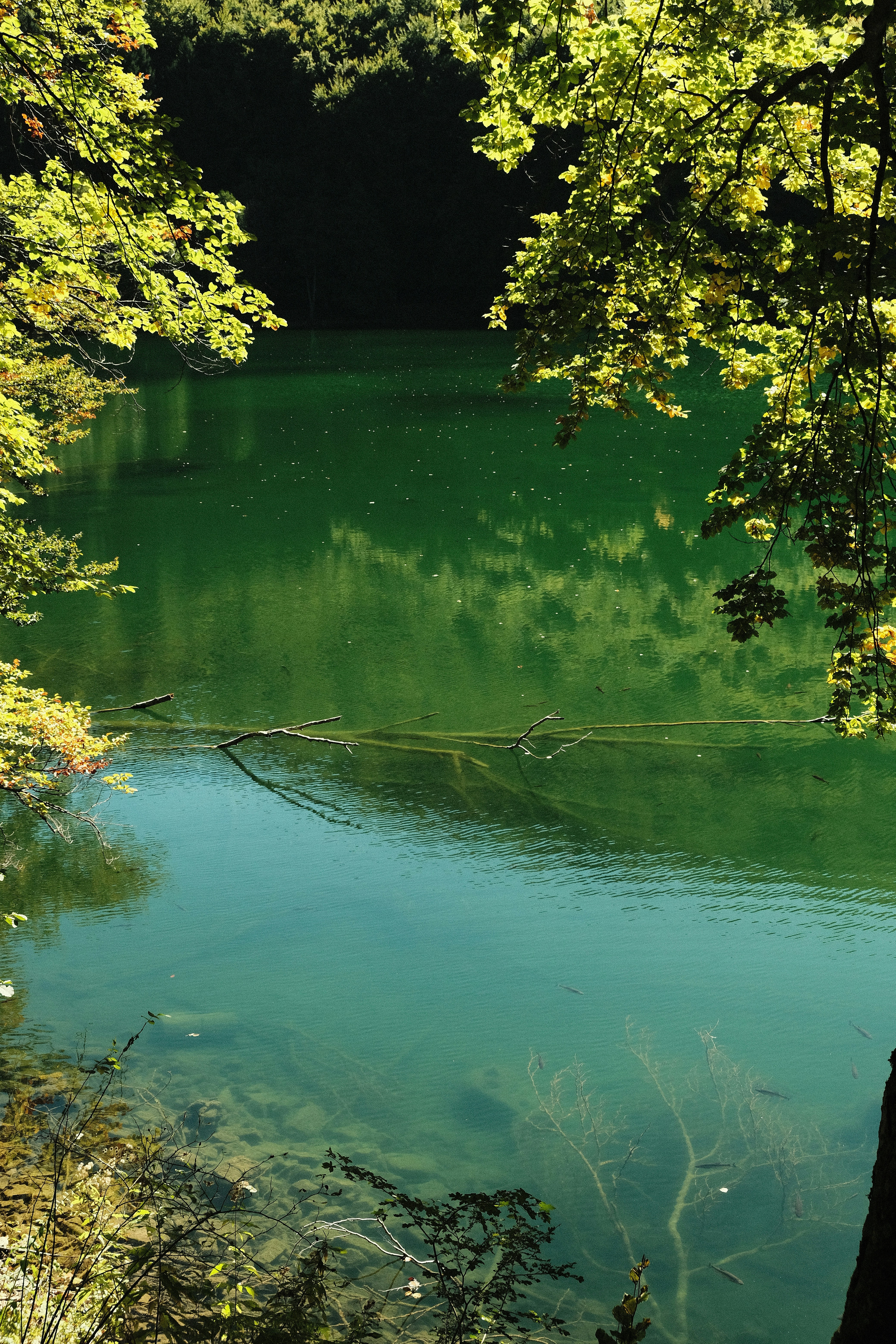 Bright green lake framed by leafy branches, still water reflecting light with submerged logs and clear shallows at the edge.