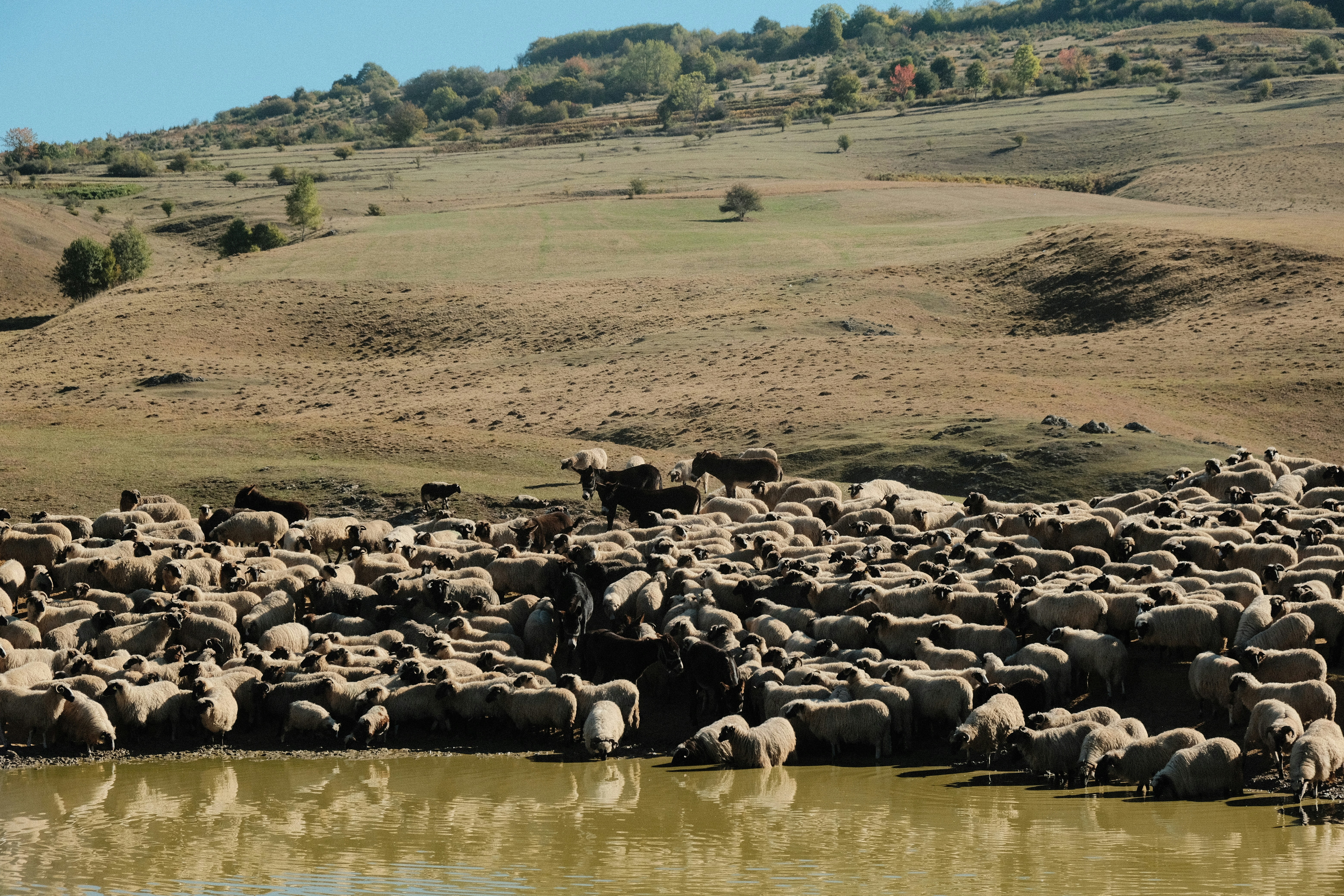 Herd at the Waterline: A Quiet Herding Moment on the Hillside