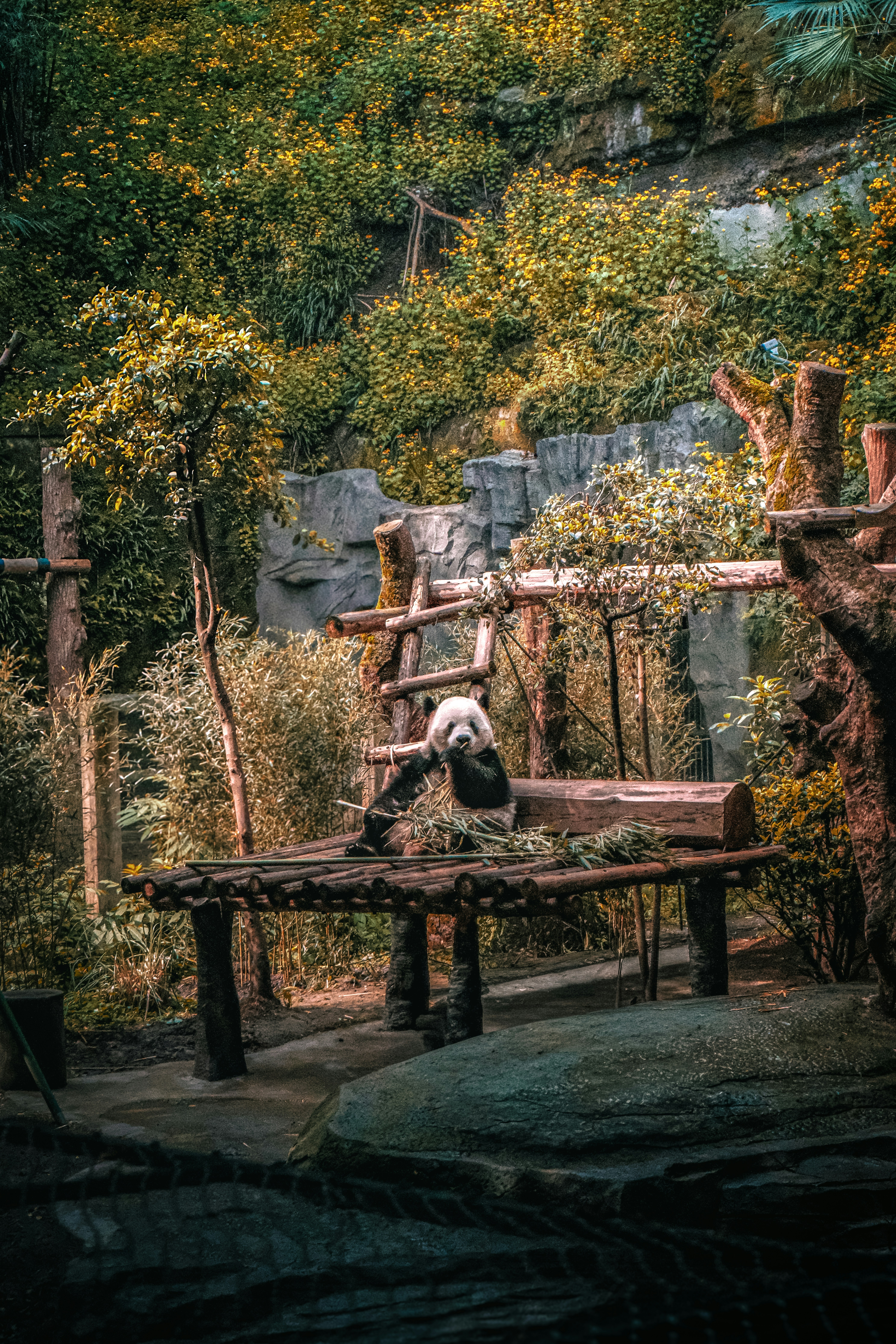 Panda at Rest on a Rustic Platform Amid Lush Enclosure