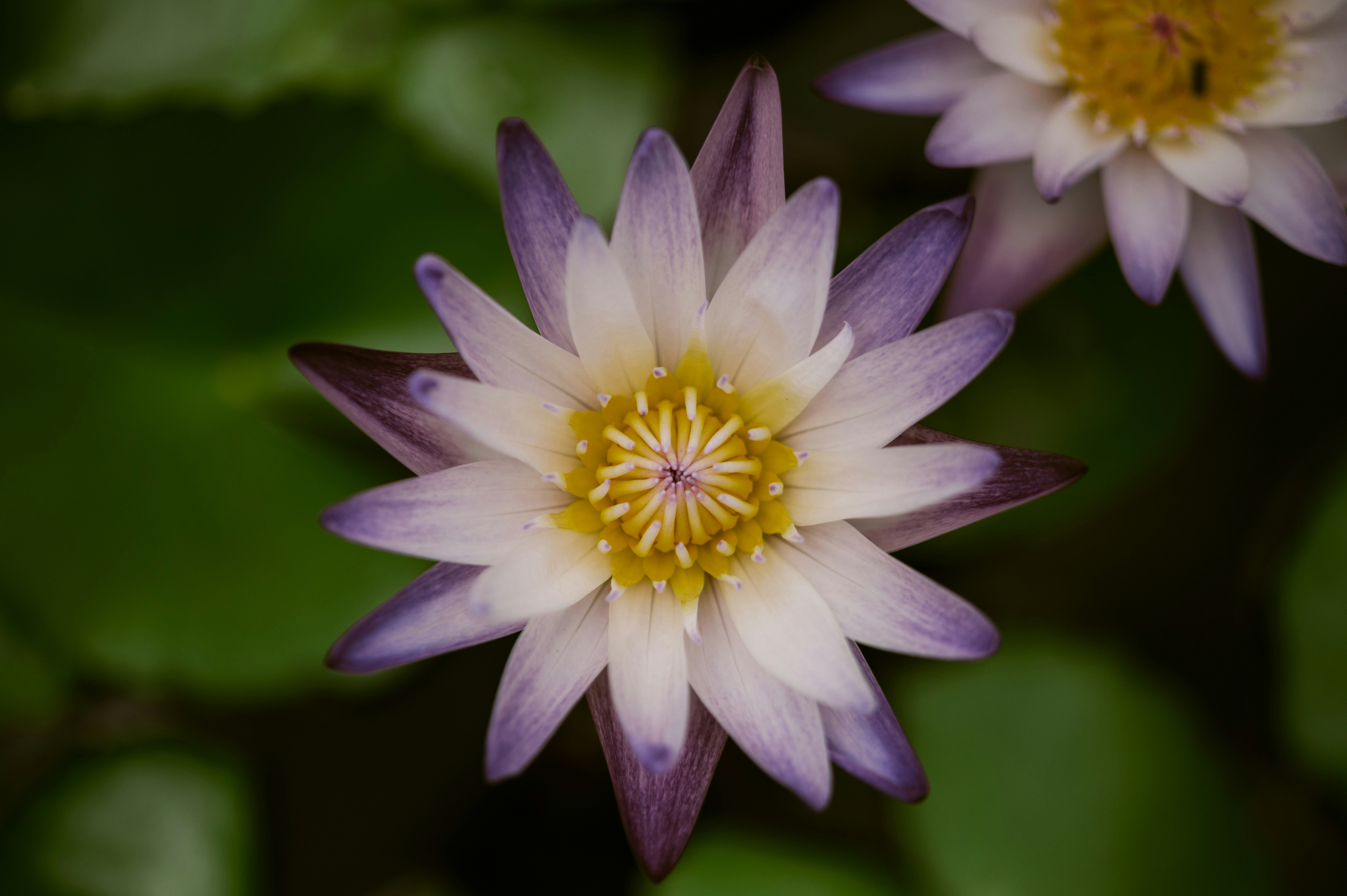 Central Bloom: A Purple-Tipped Water Lily Starring in Soft Focus