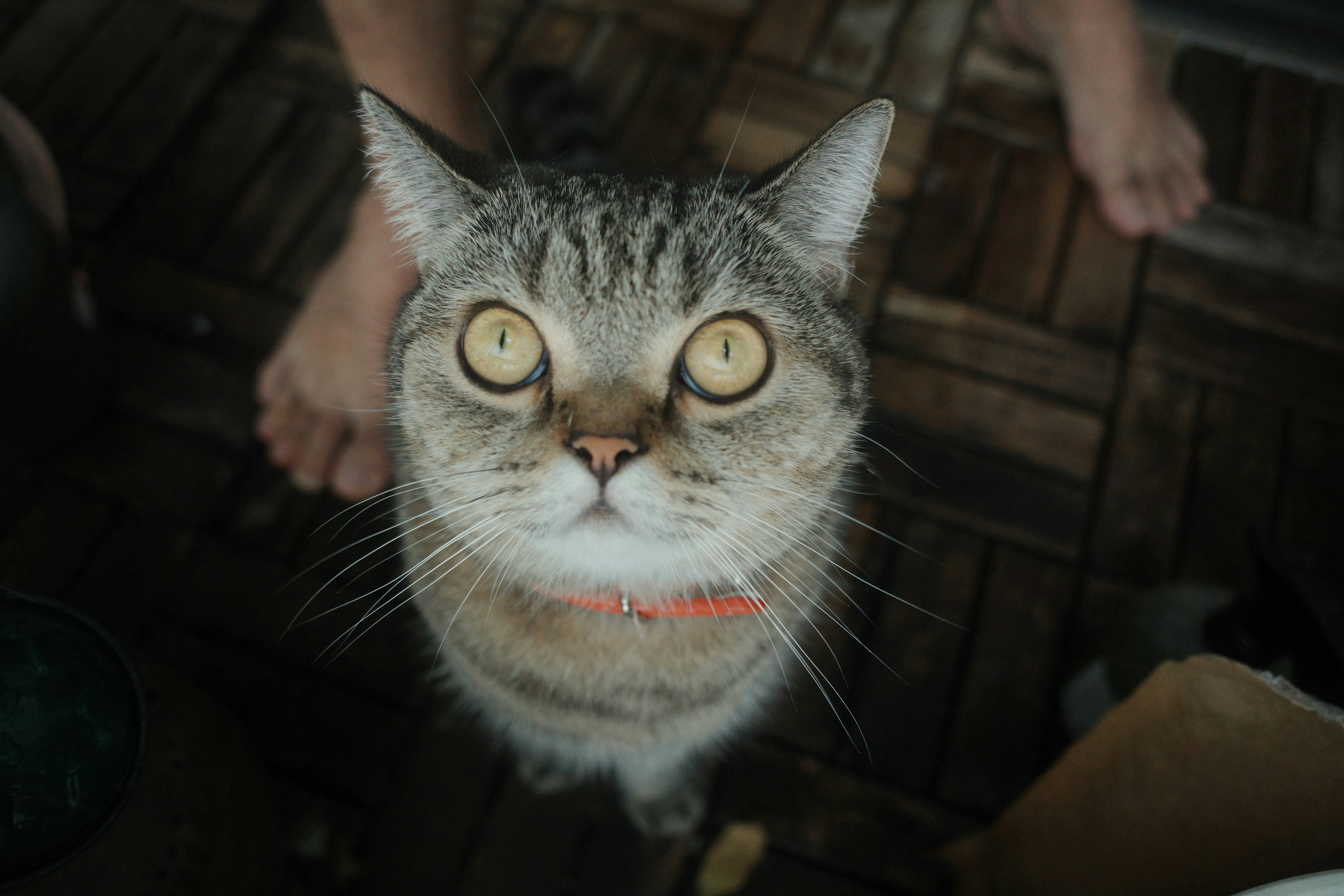 Close-up of a cat looking upward with wide amber eyes; a red collar and soft fur texture are visible on a wooden floor background. (Not a logo, illustration, painting, or cartoon).