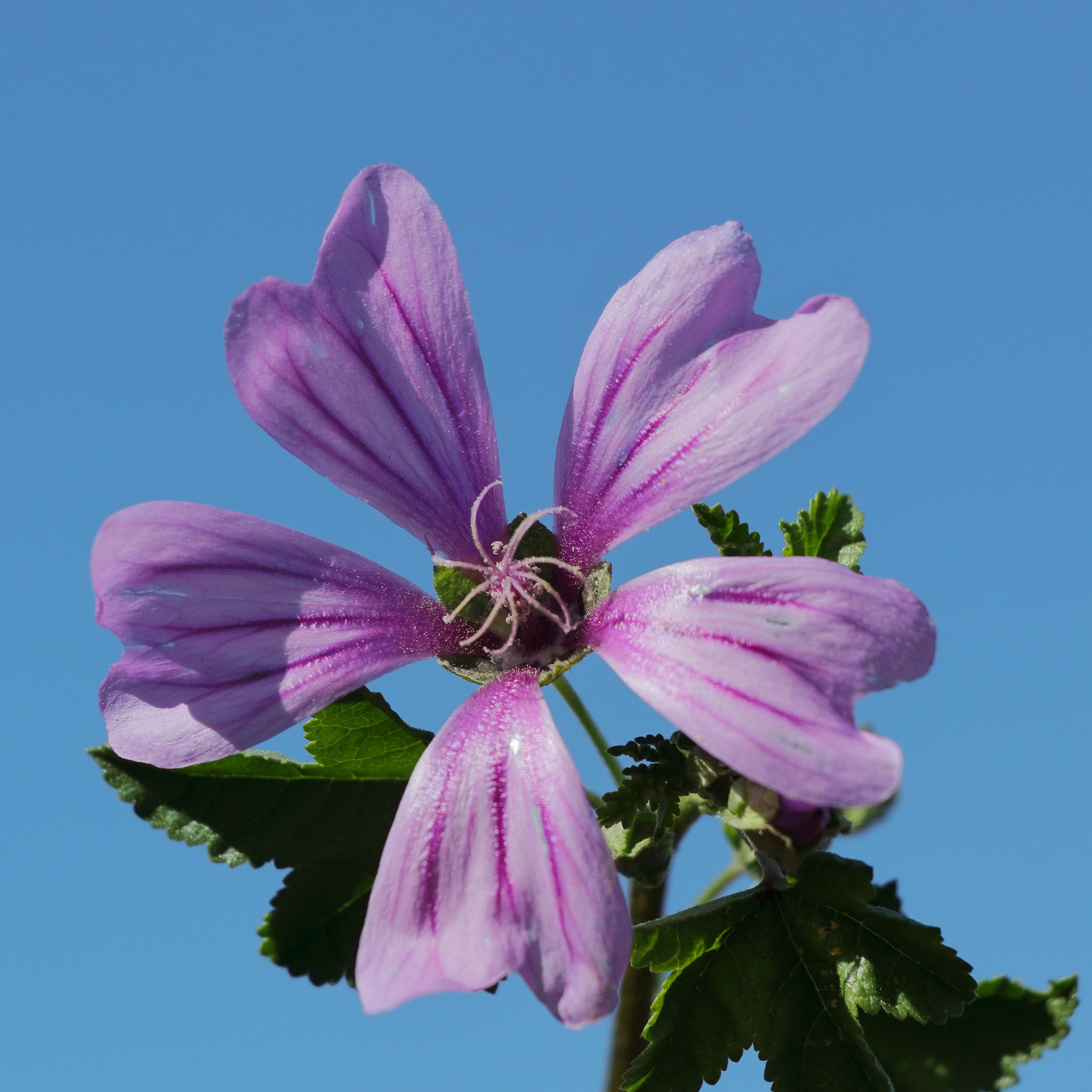 Lavender Bloom Reaching Toward a Clear Sky