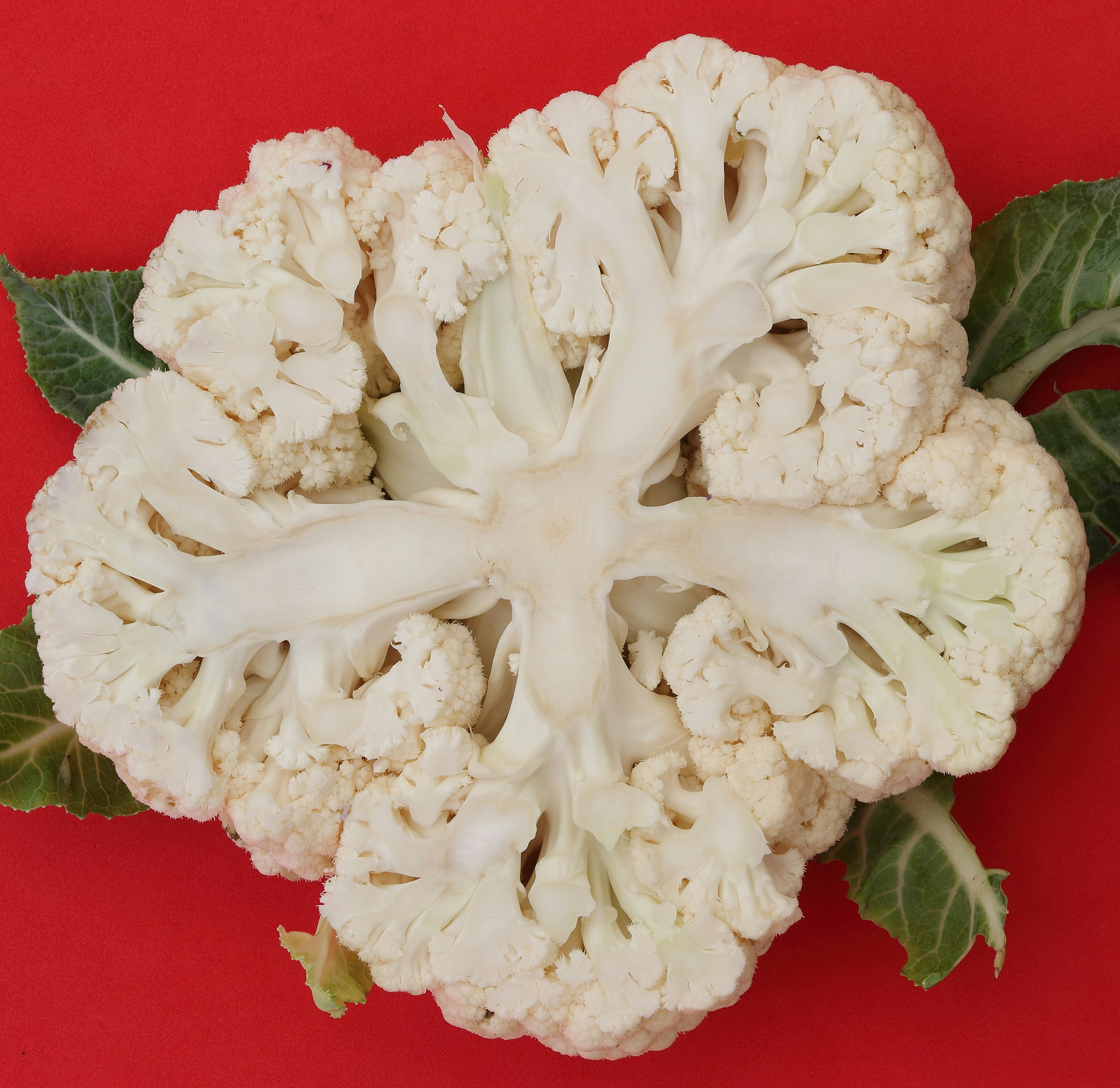 Crimson Backdrop, White Crown: Cauliflower Bloom as Centerstage
