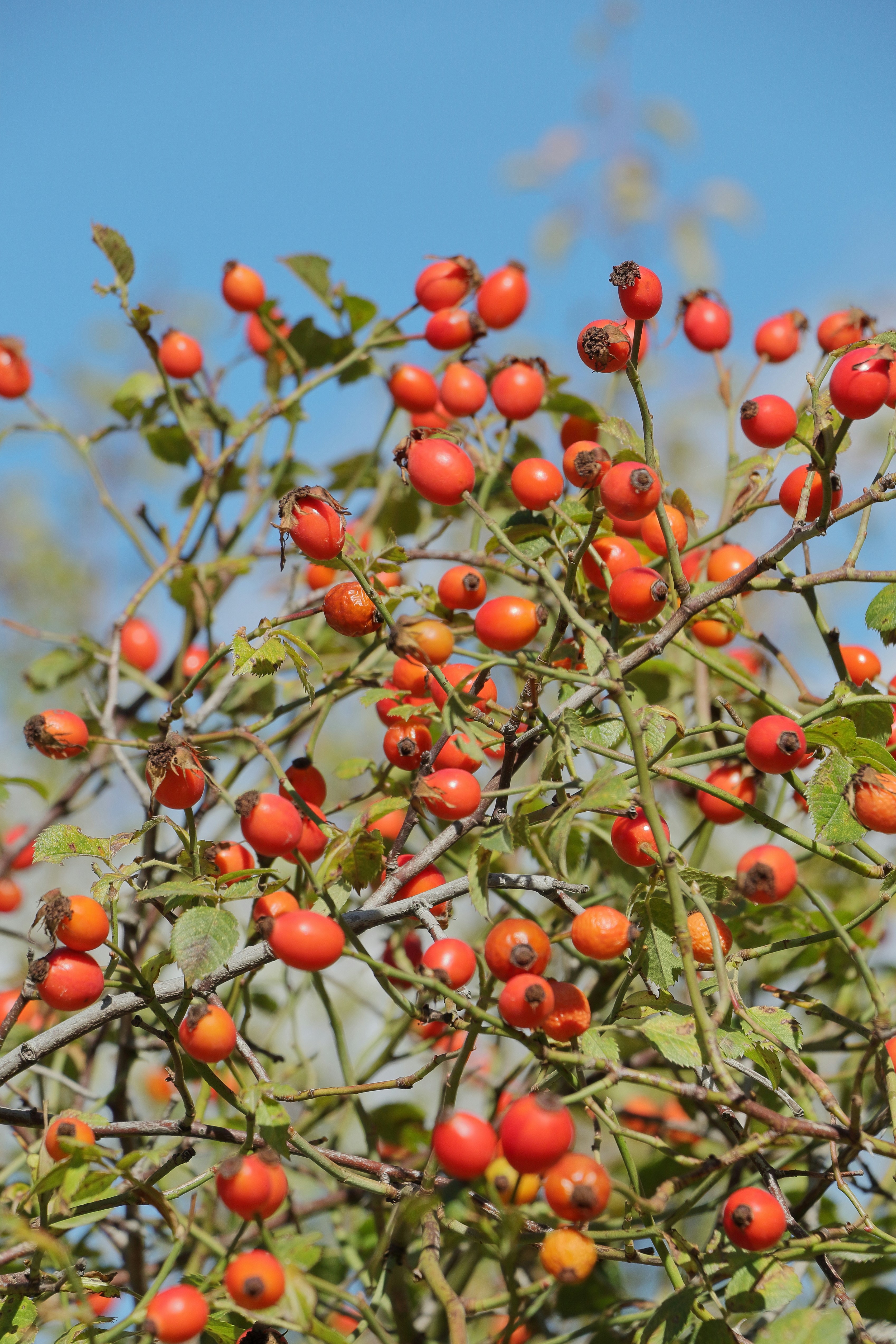 Cranberry Firework: A Dense Canvas of Red Berries Against Sky