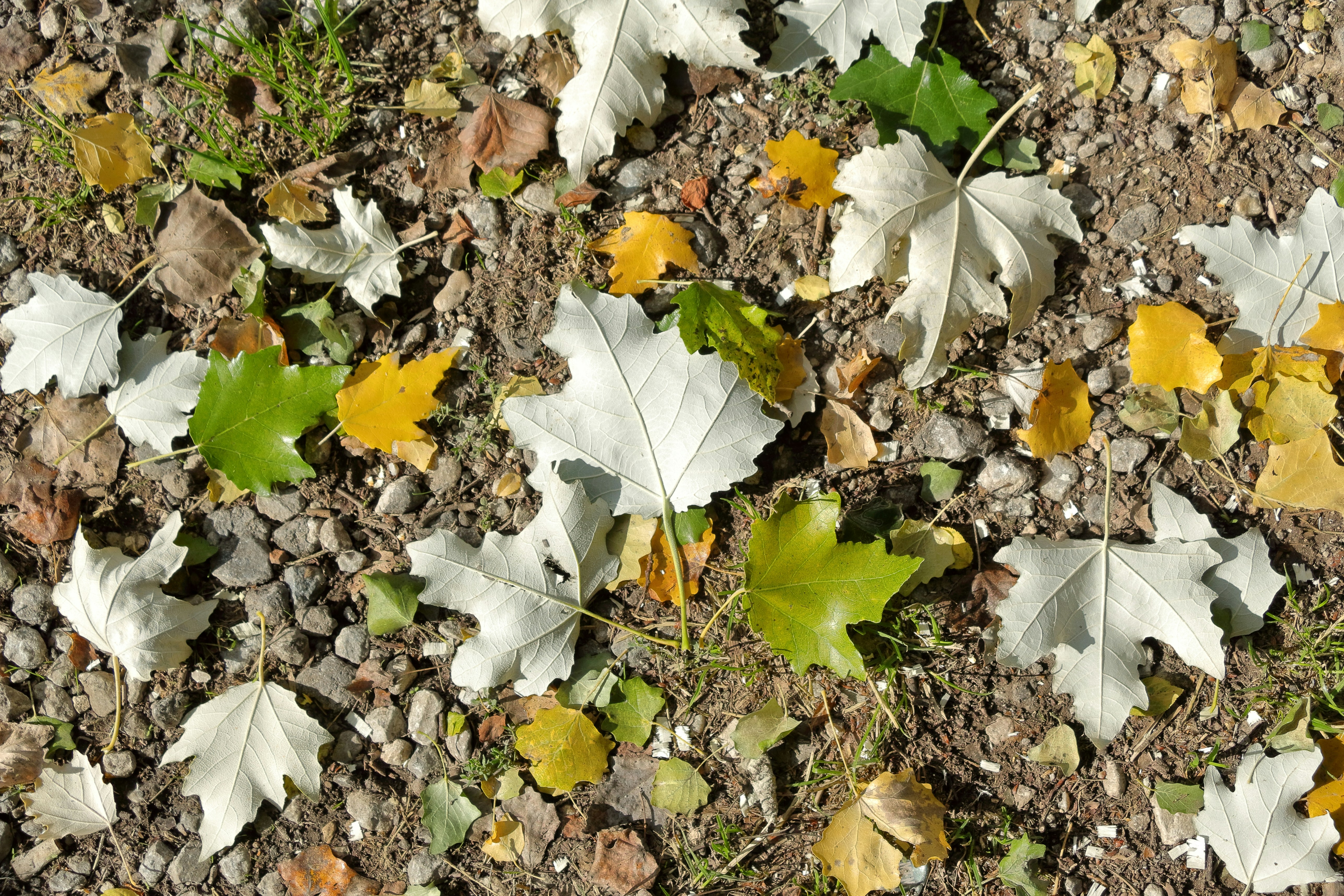 Autumn Leaf Mosaic: Quiet Ground Beneath Dappled Light