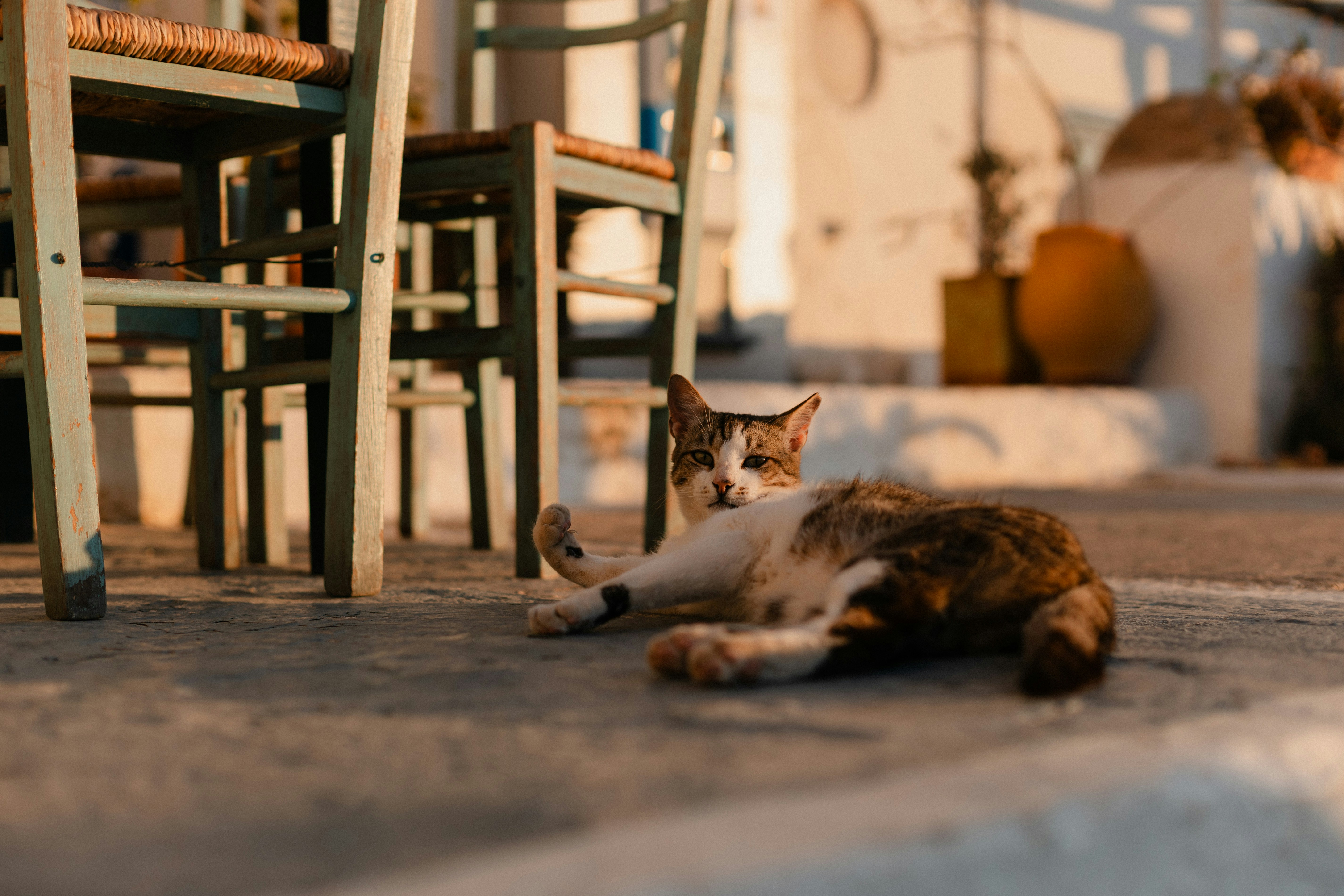 Lounge in the sun: a relaxed cat among sunlit chairs
