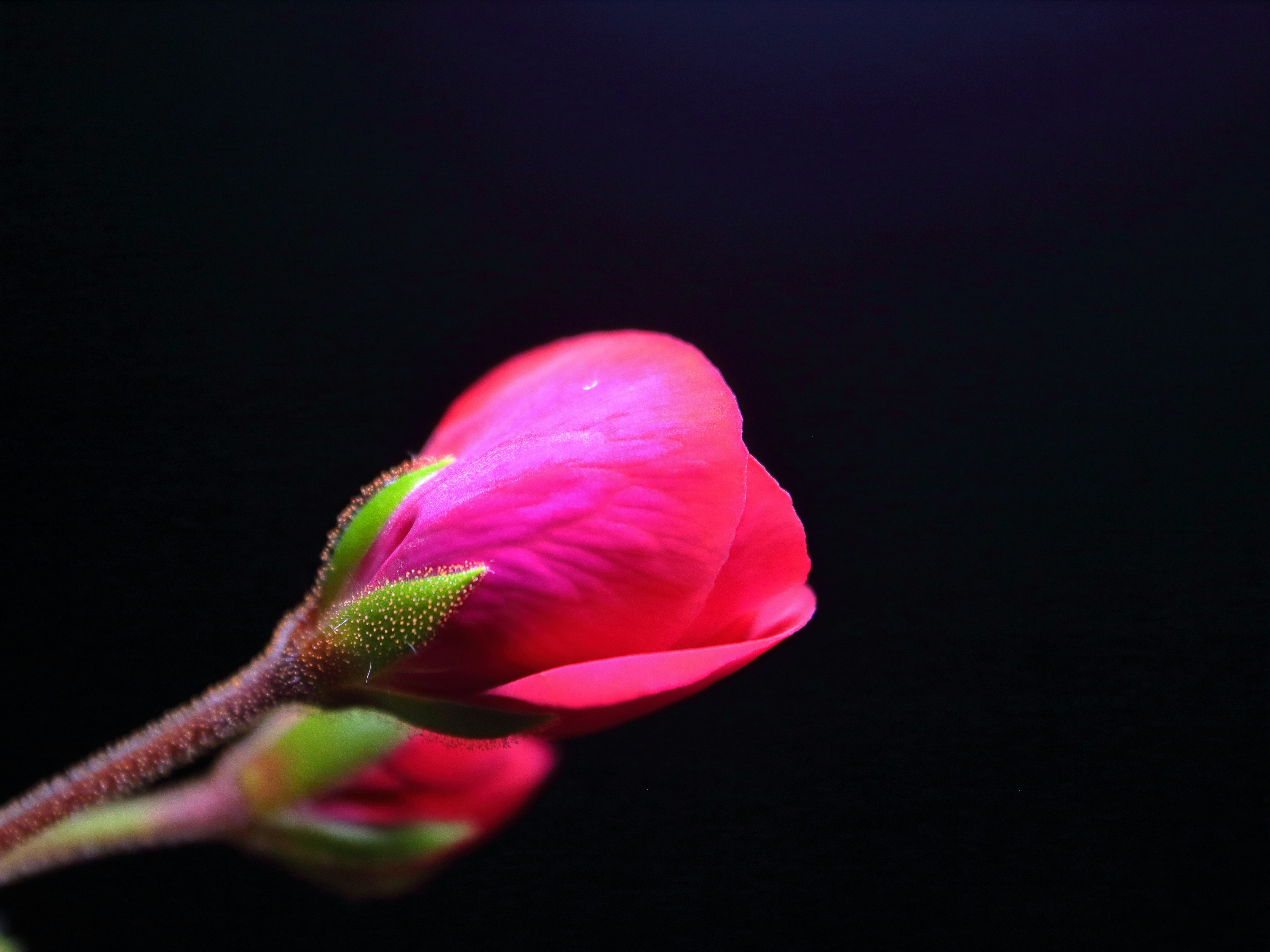 Pink Bud Emergence: A Single Floral Moment Against Velvet Darkness