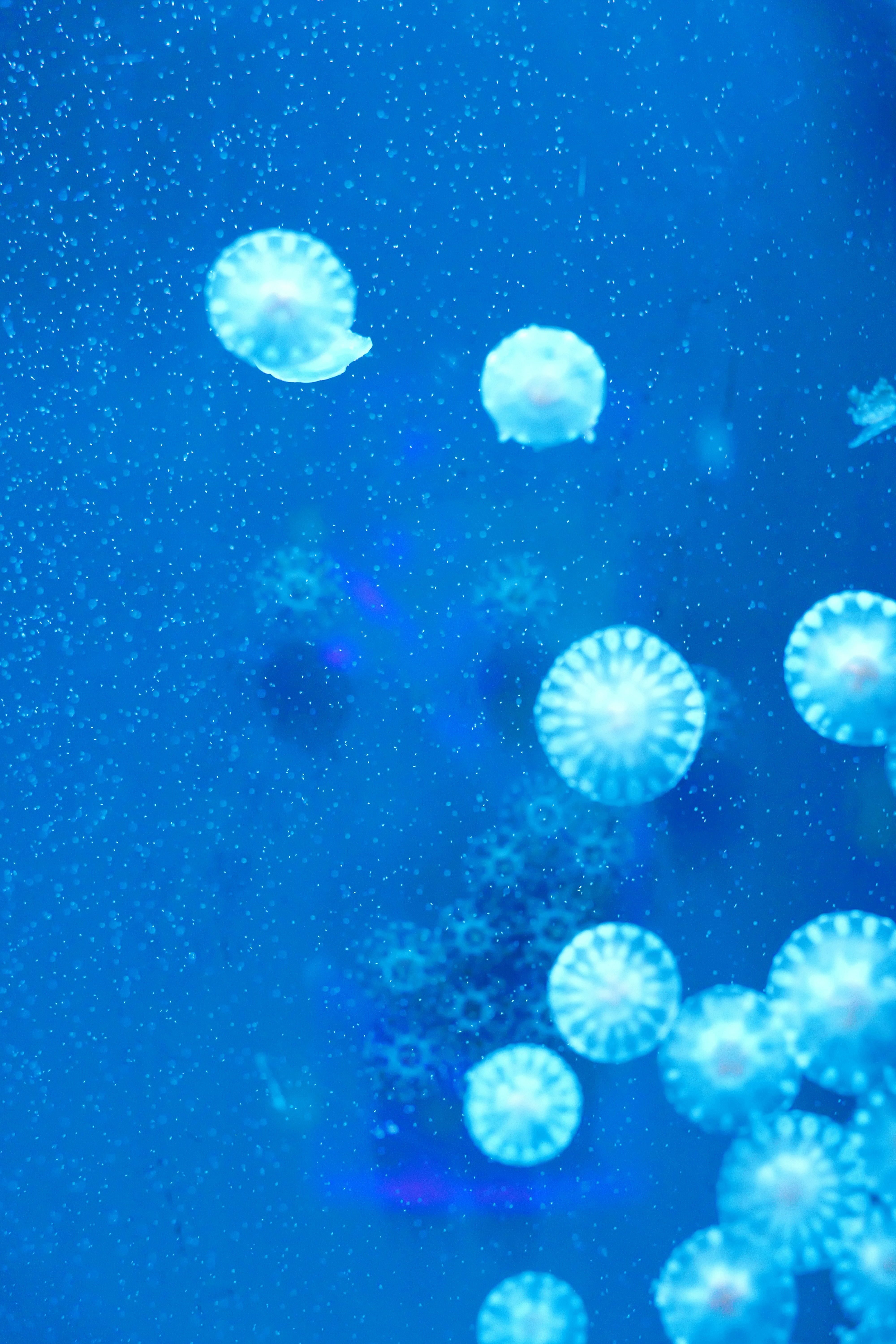 Blue Lanterns in Gentle Currents