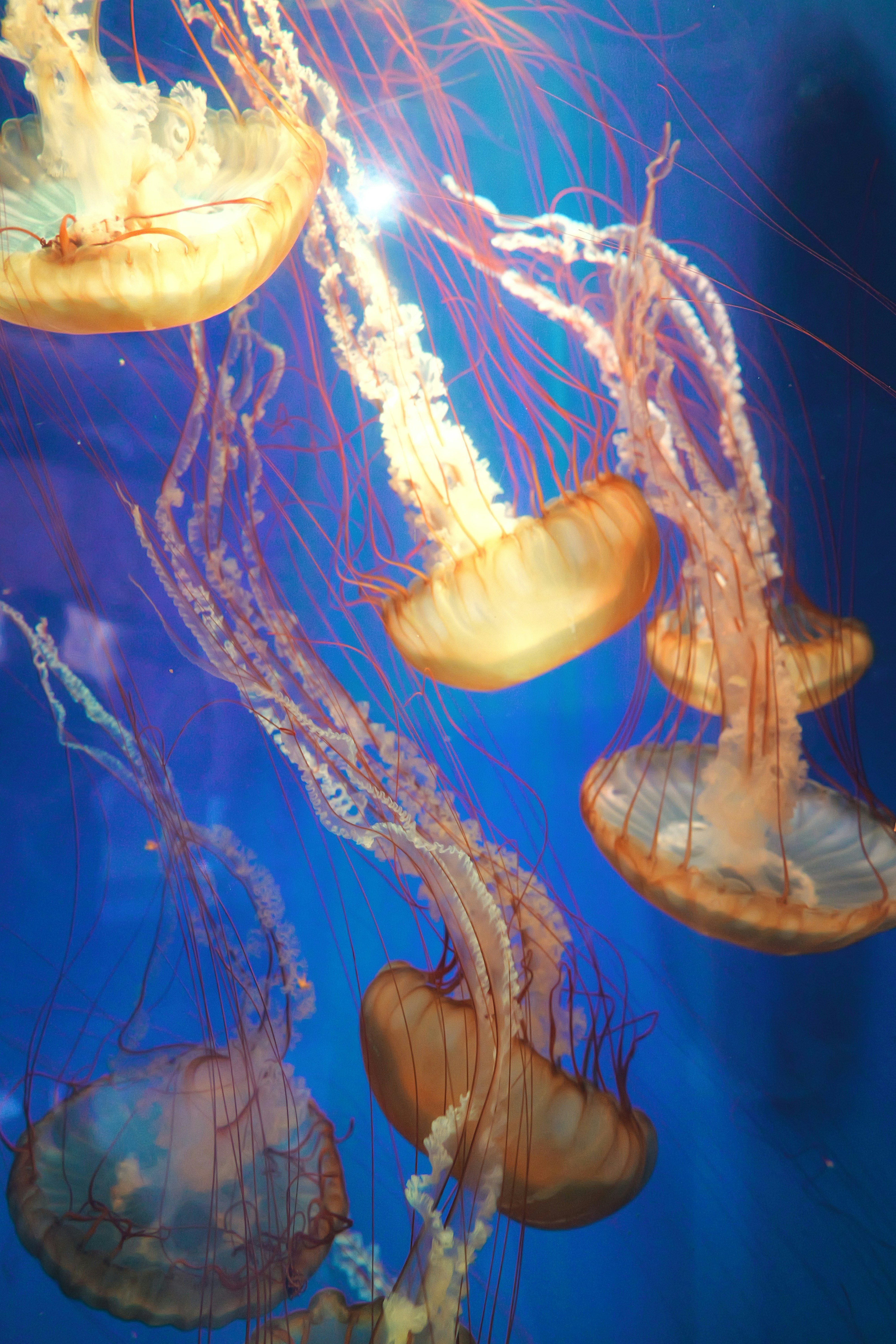 Golden Bell Cascades: Jellyfish Drift Through Electric Blue