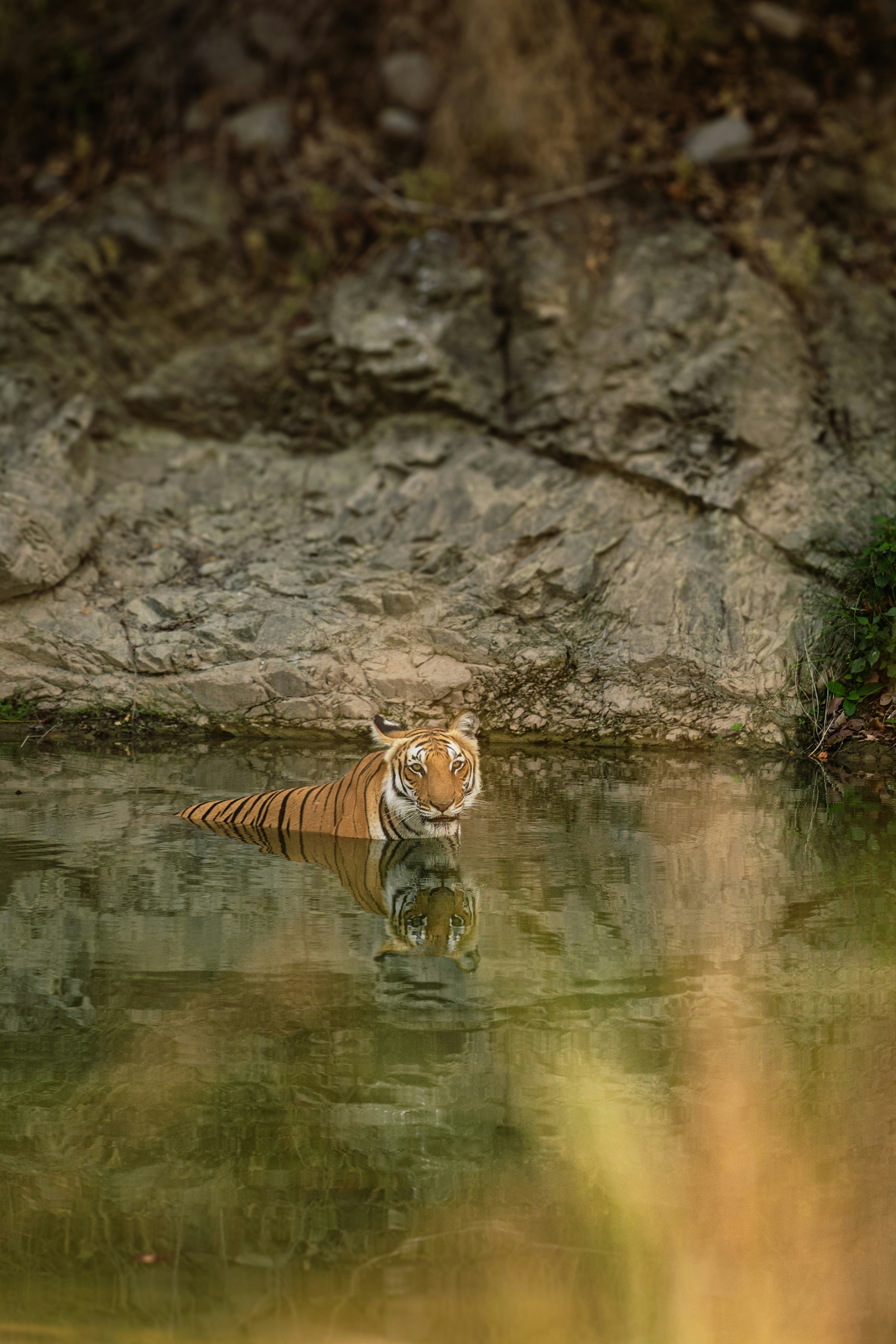 Tiger resting at the edge of a reflective pool beside a rocky backdrop; the image captures calm water with the tiger’s gaze and its mirrored silhouette. The scene appears as a natural wildlife moment, likely a still-camera capture.