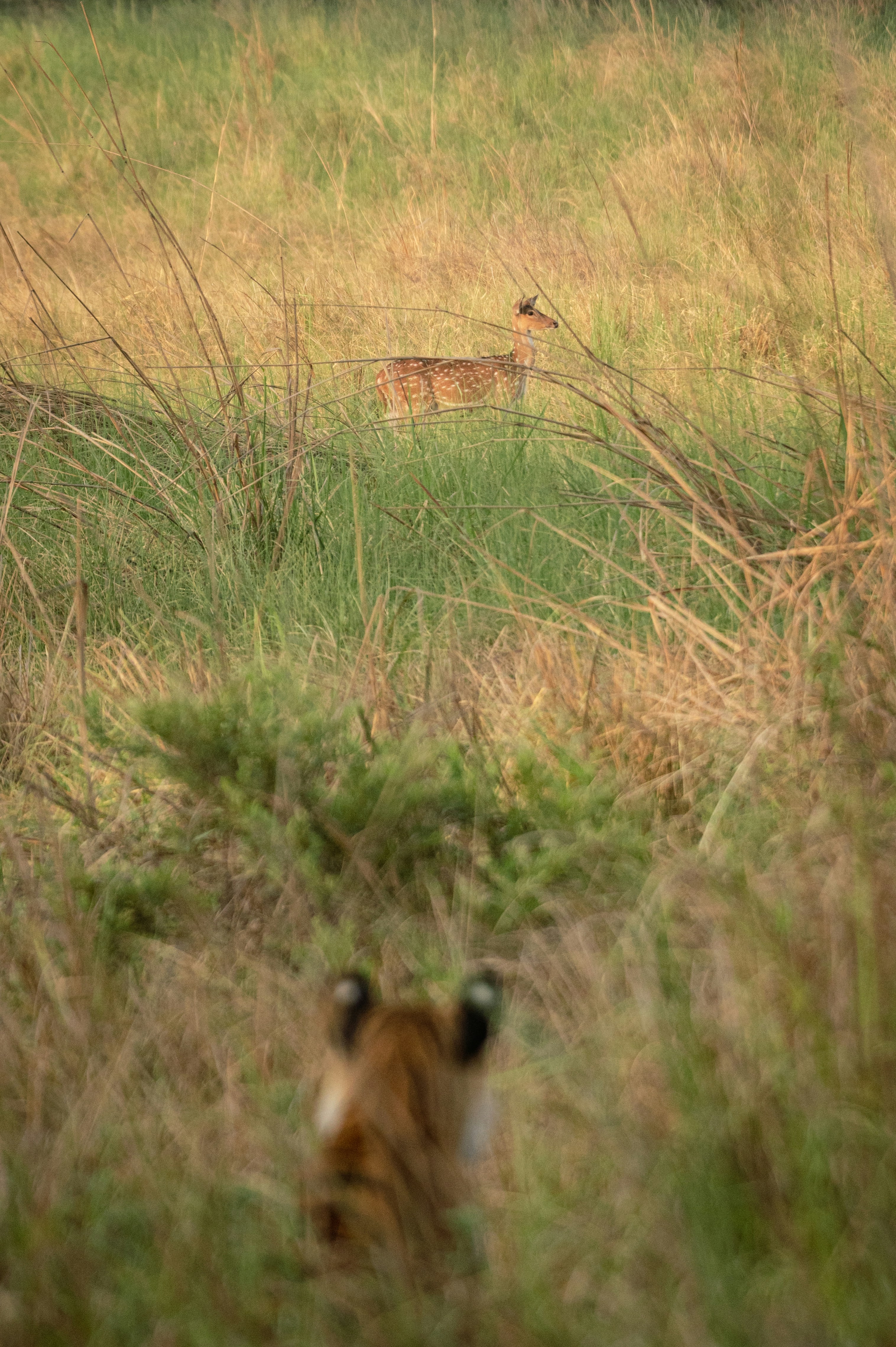 Hidden Stag in a Meadow: A Quiet Brush with a Distant Gaze