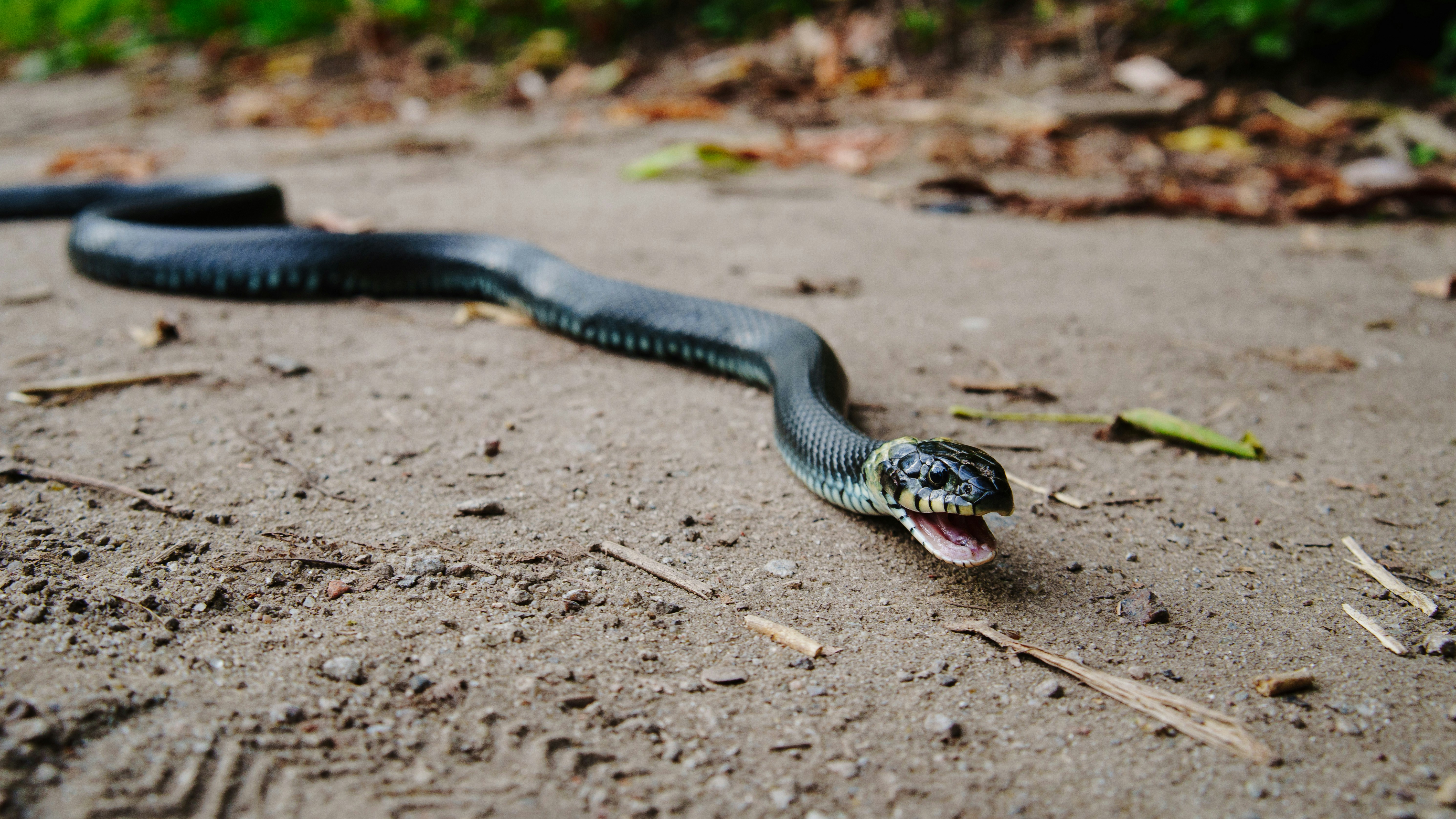 A venomous-looking snake lies stretched along a sandy path with its head near the foreground, tongue flicking and scales catching muted daylight; the scene emphasizes the reptile on a natural ground texture rather than background elements.