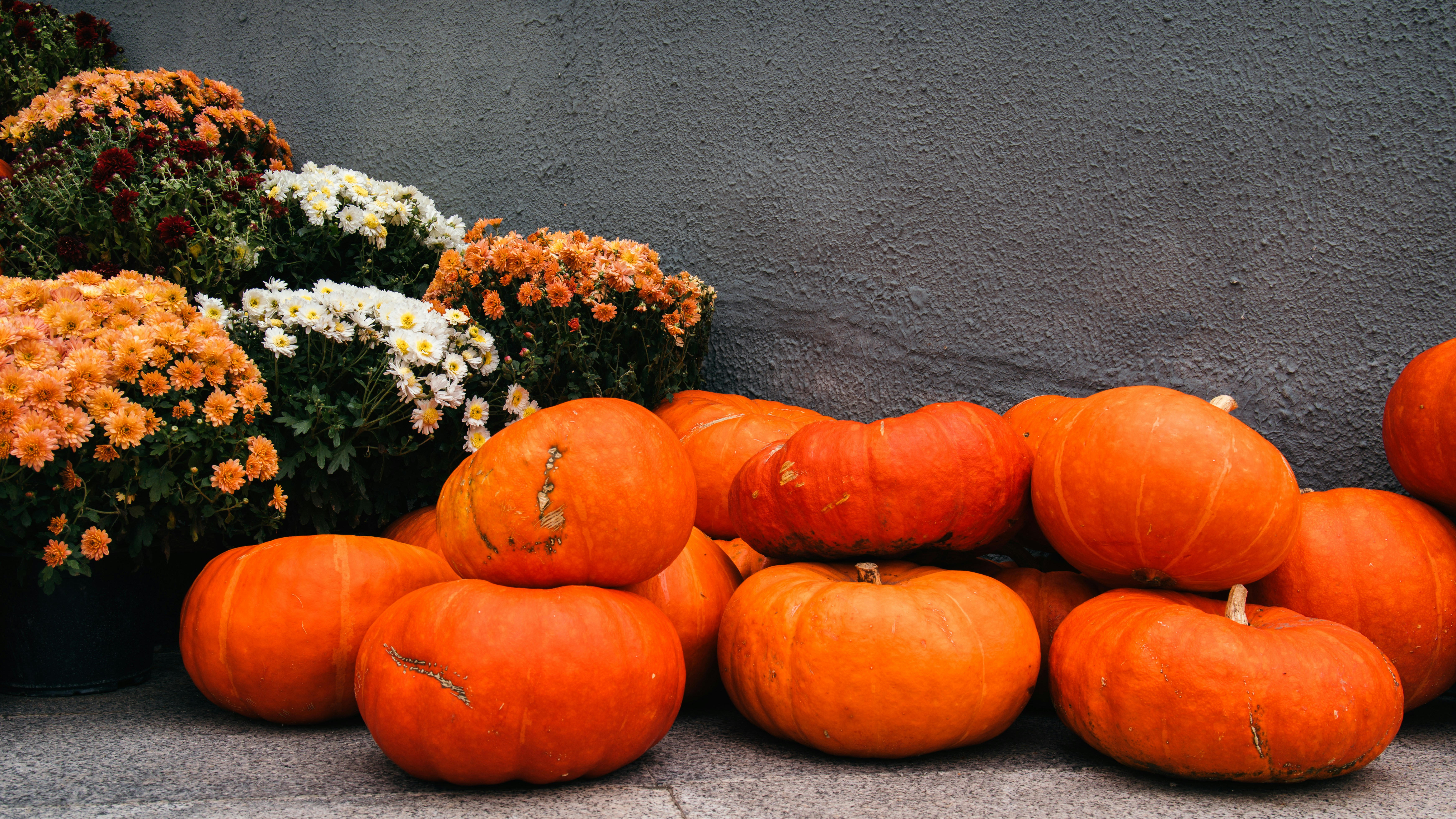 Autumn Harvest: A Row of Plump Pumpkins Resting by Floral Contrast