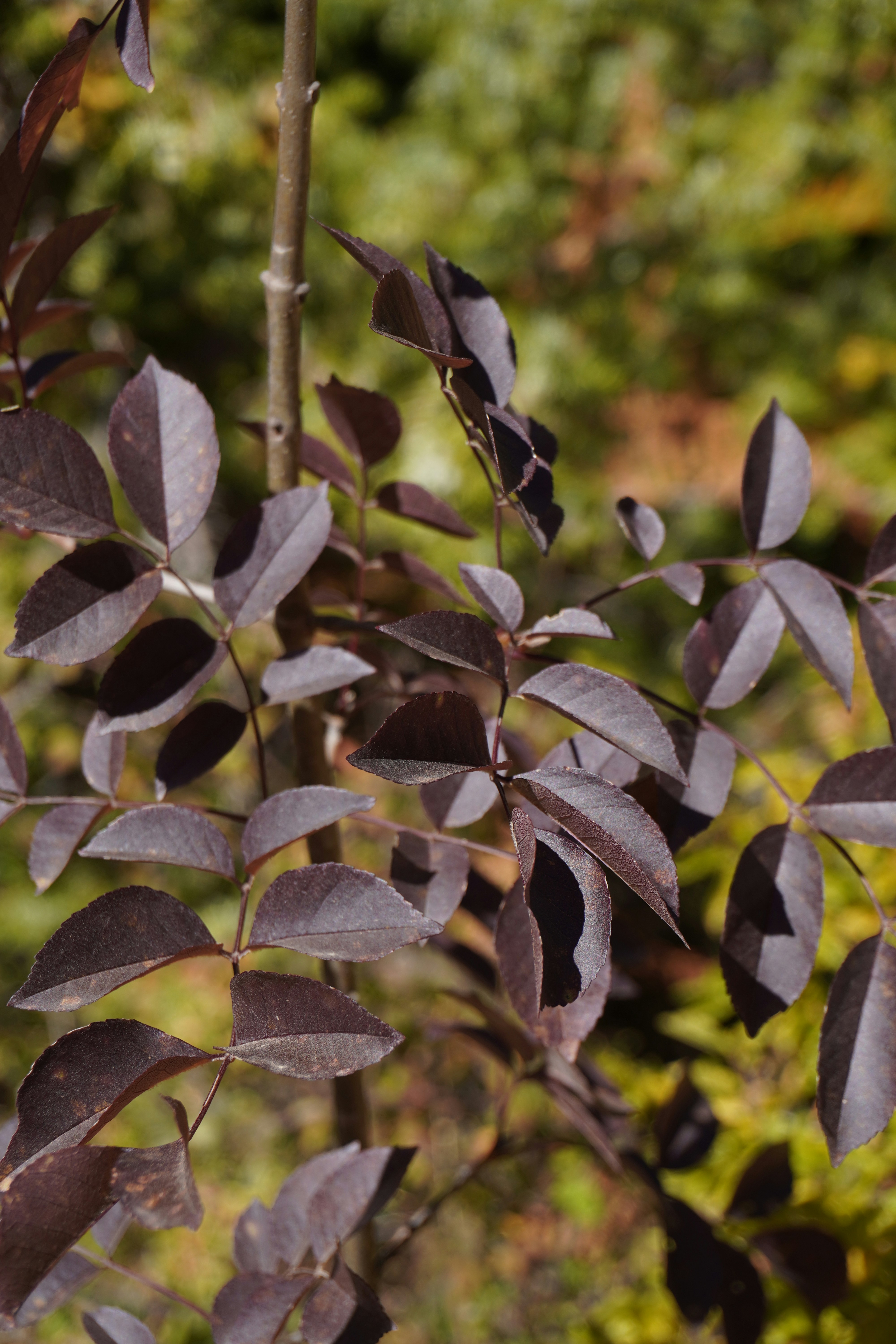 Close-up of a purple-leaved shrub with slender stems and scattered leaves; a softly blurred green garden backdrop provides contrast and depth.