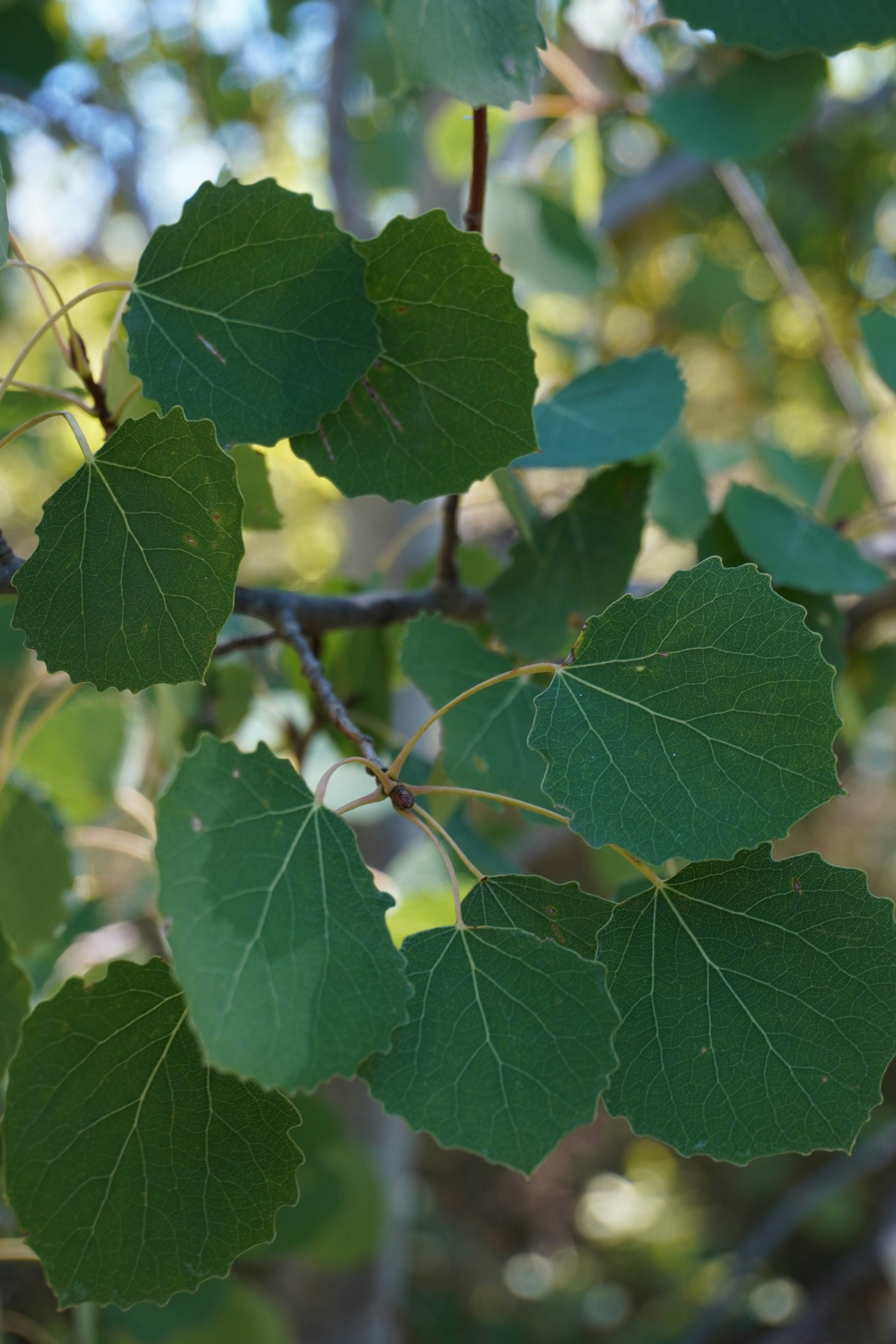 Veined Green: Close-Up of Heart-Shaped Leaves on a Sunlit Branch