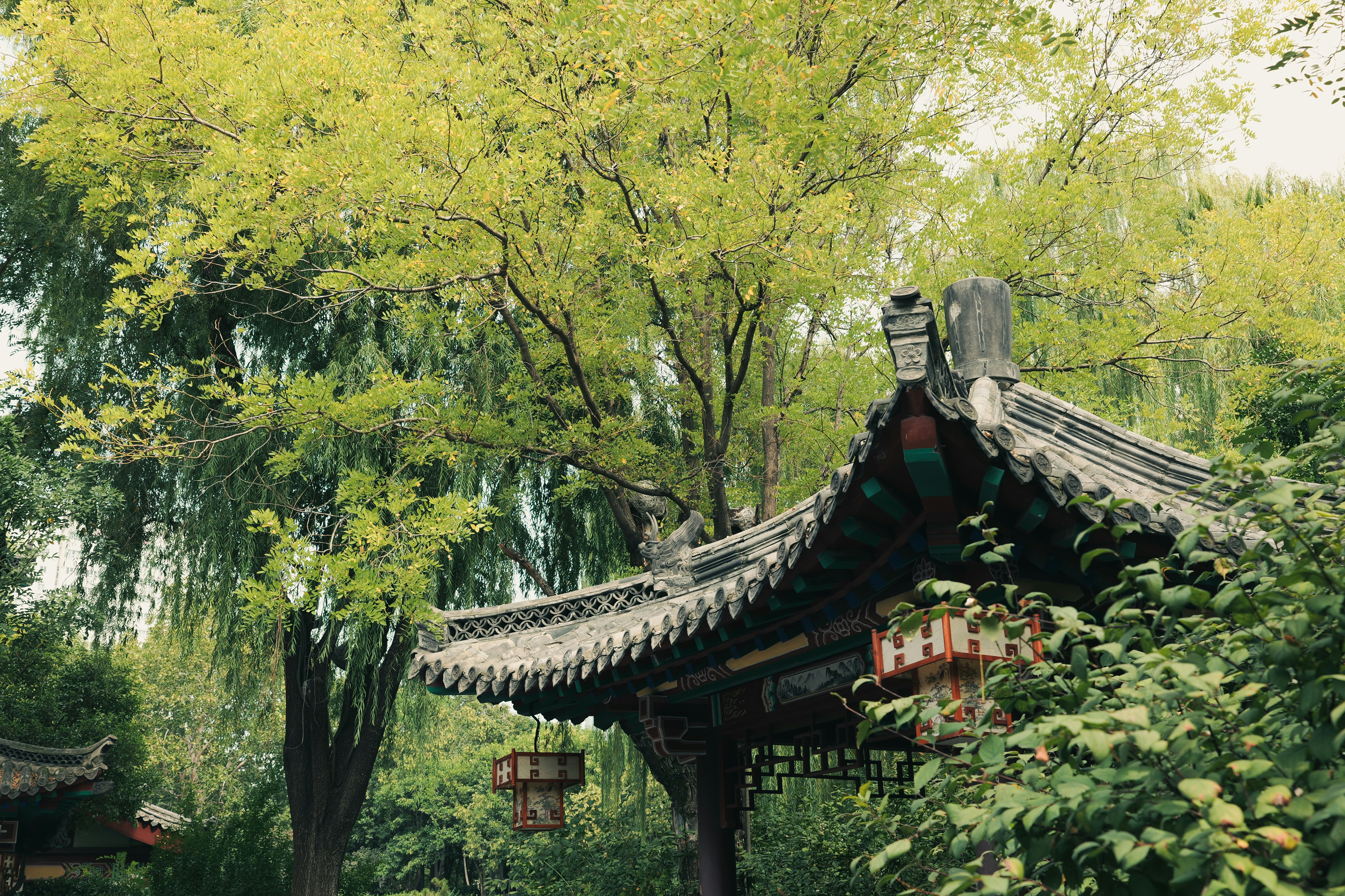 Temple Roof and Maple Canopy: Quiet Harmony in a Garden Corner