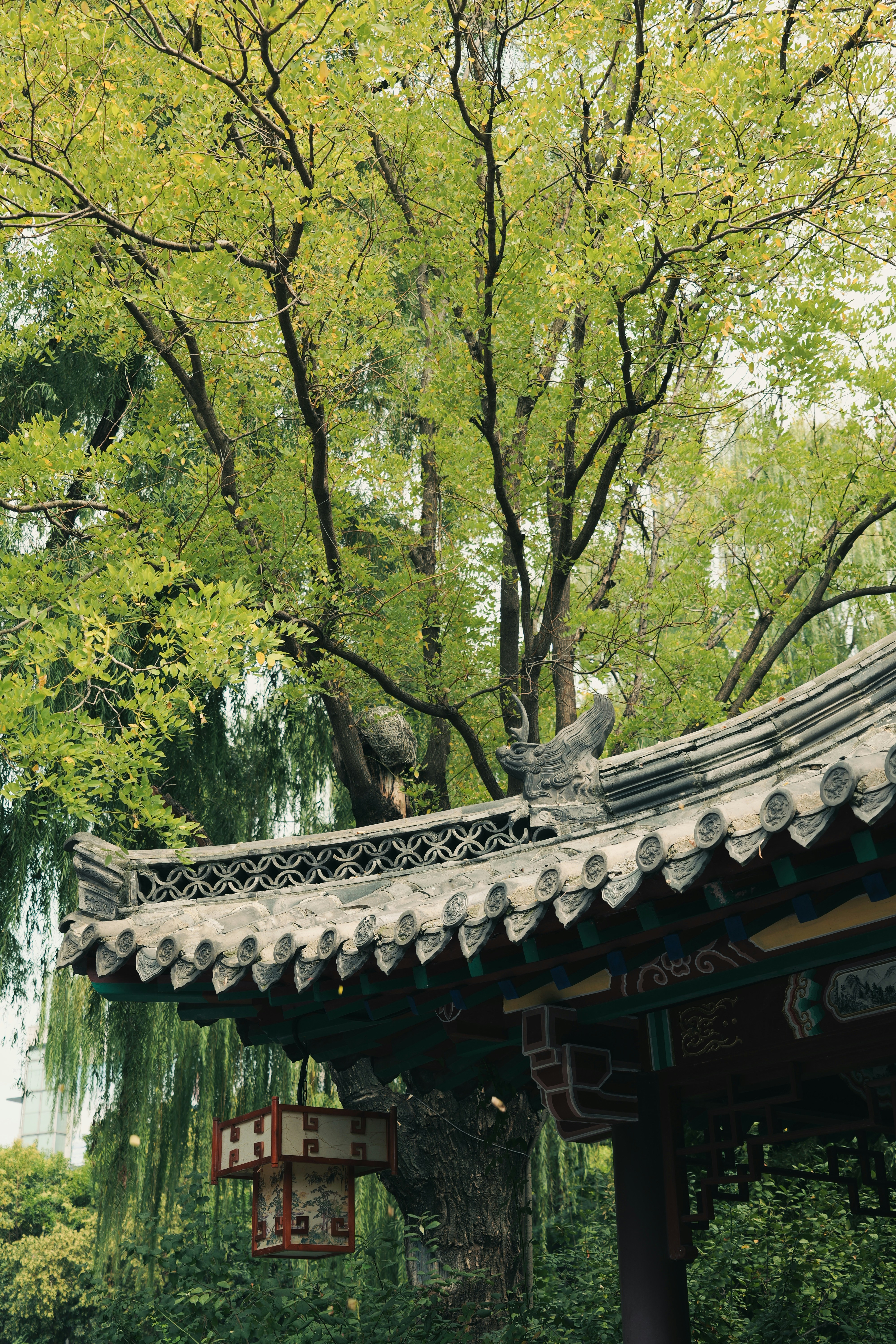 Courtyard under an Amber Canopy: a Soaring Tree and Curved Roof
