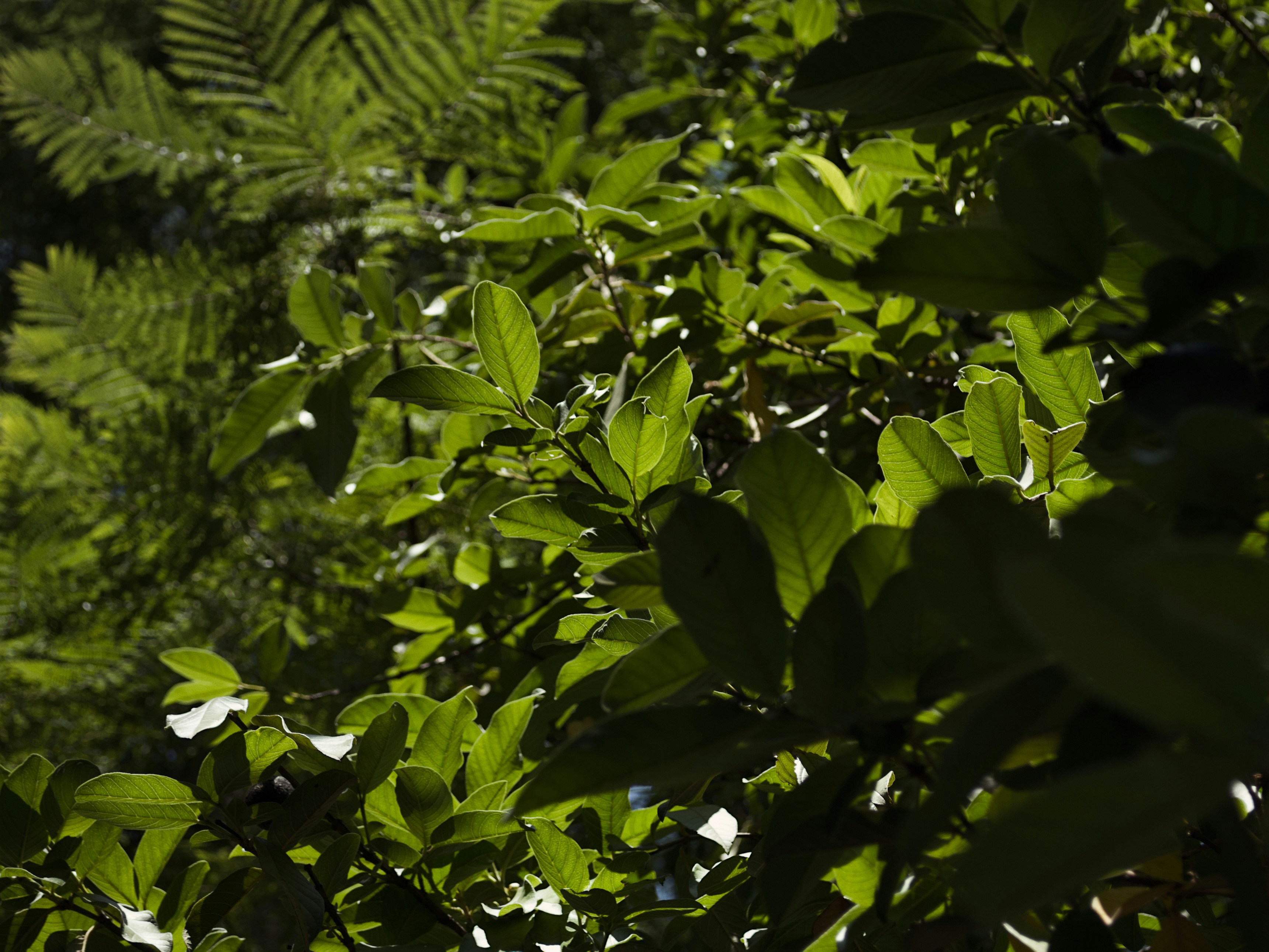 Sunlit Greenery: Close-Up of Leafy Foliage in Dappled Light