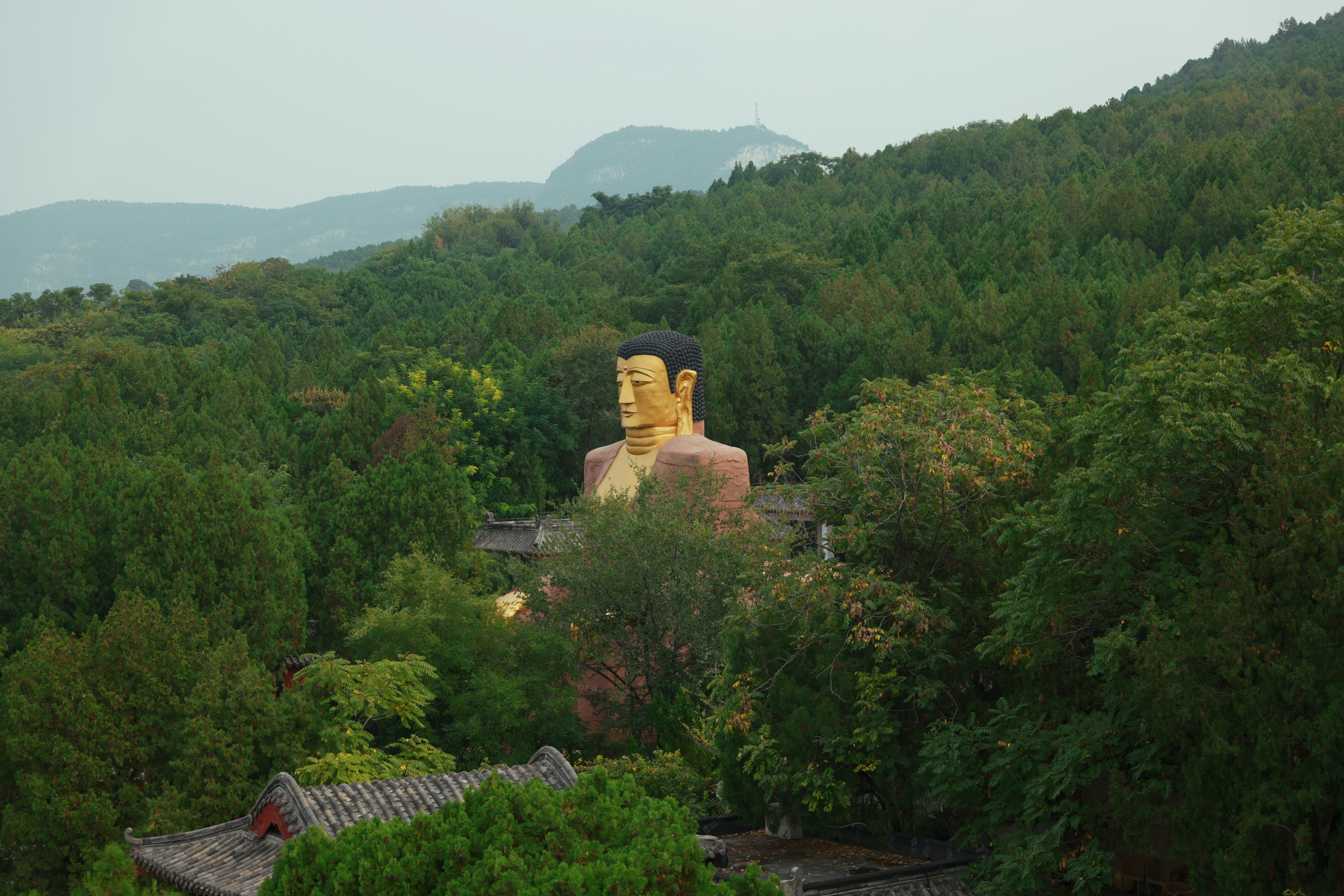 Gilded Giant in a Green Vale