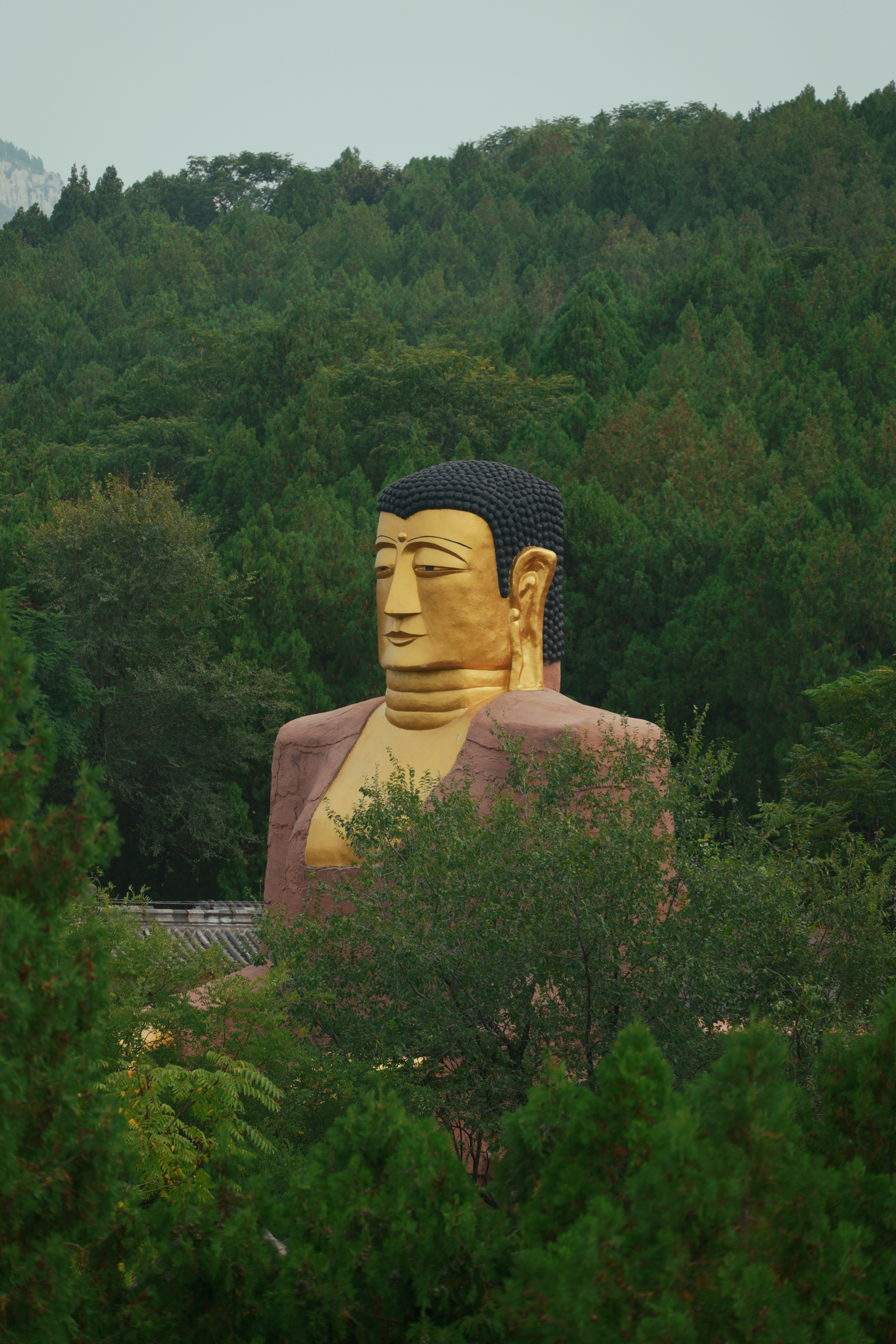 Giant Golden Buddha Emerges from the Verdant Terrace