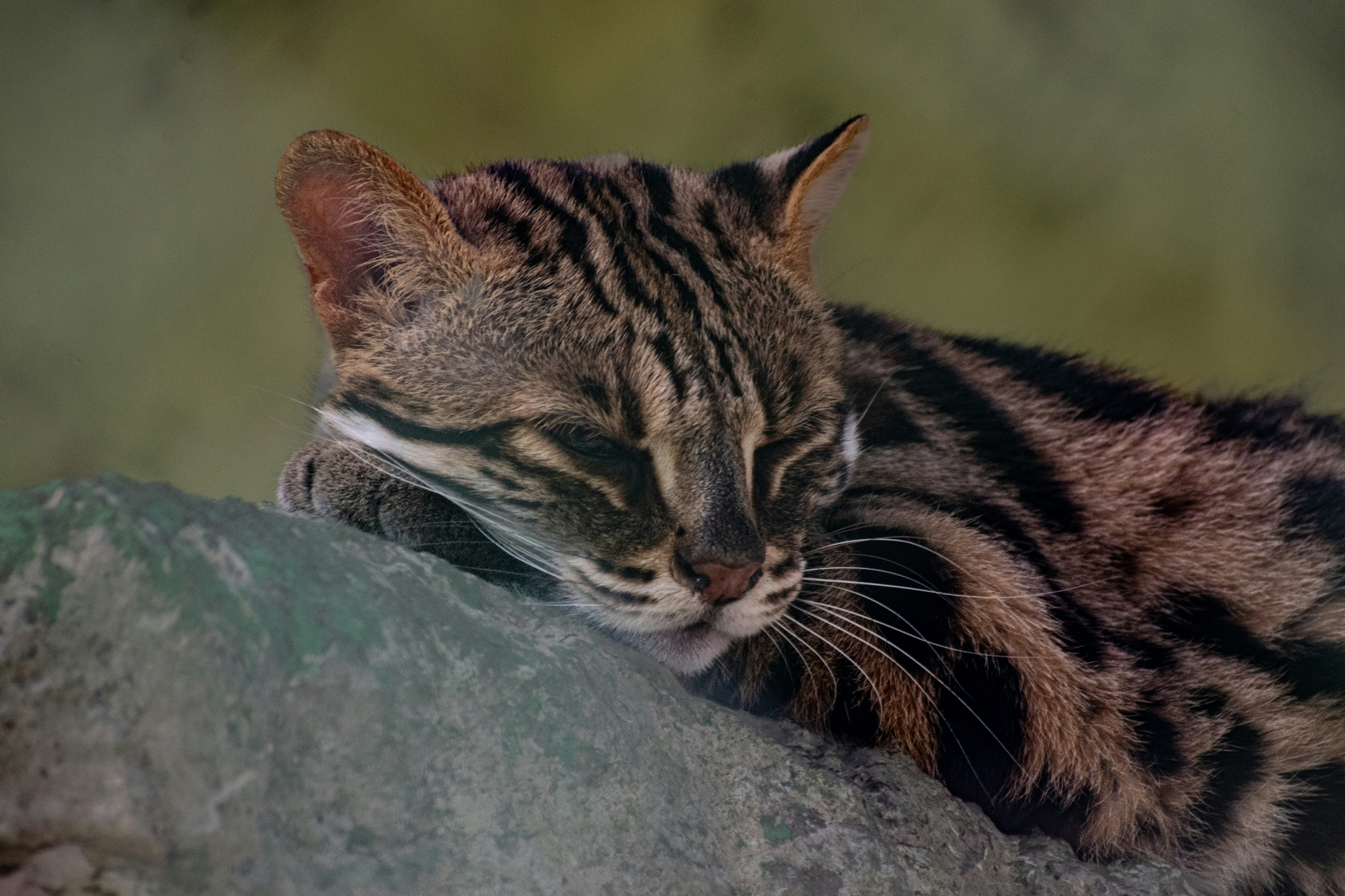 Bronzed Stripes at Rest: A Quiet Moment on the Rock