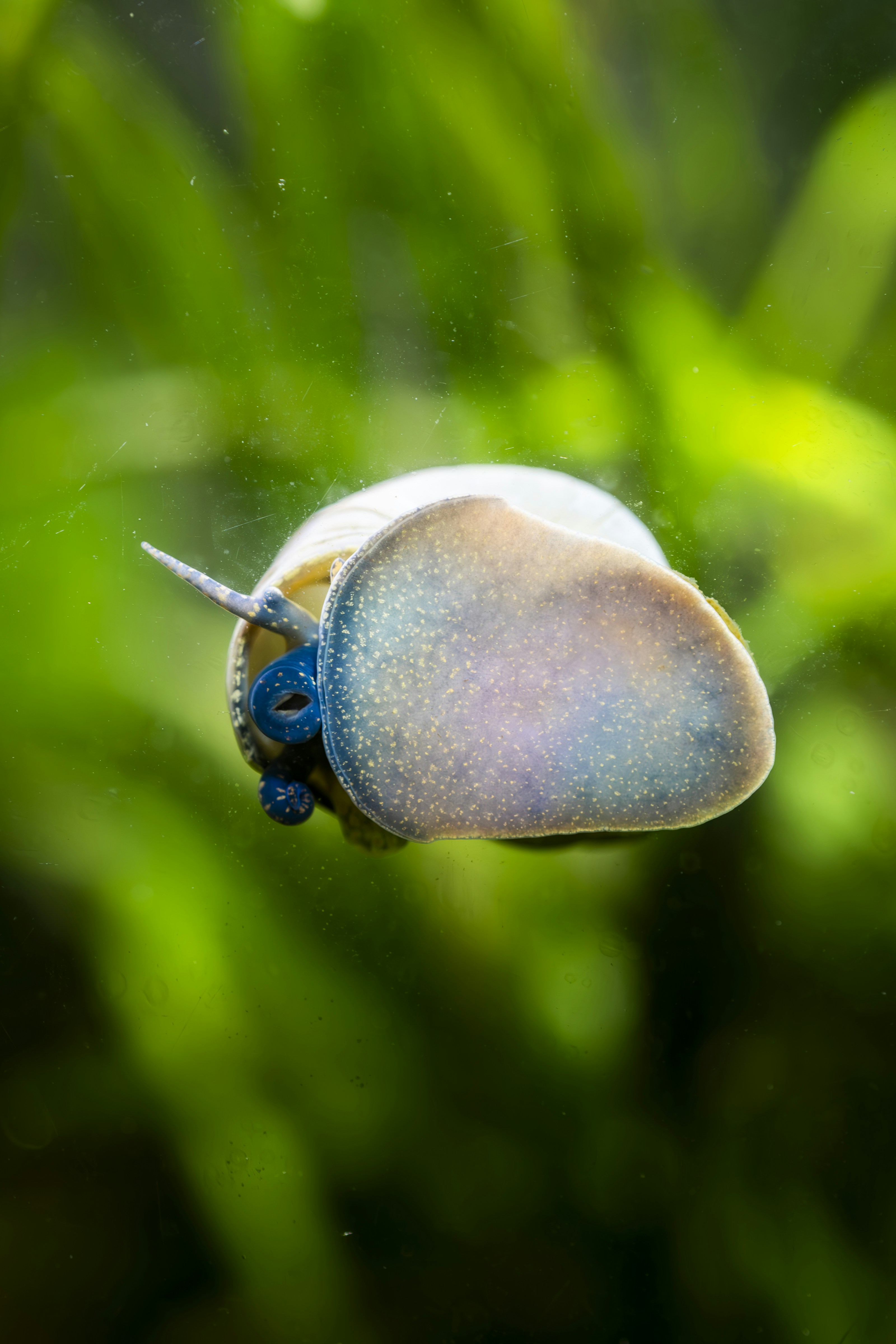 Blue snail with polka-dotted shell glides underwater among green aquatic plants; details of the shell and small bubble-like particles are visible.
