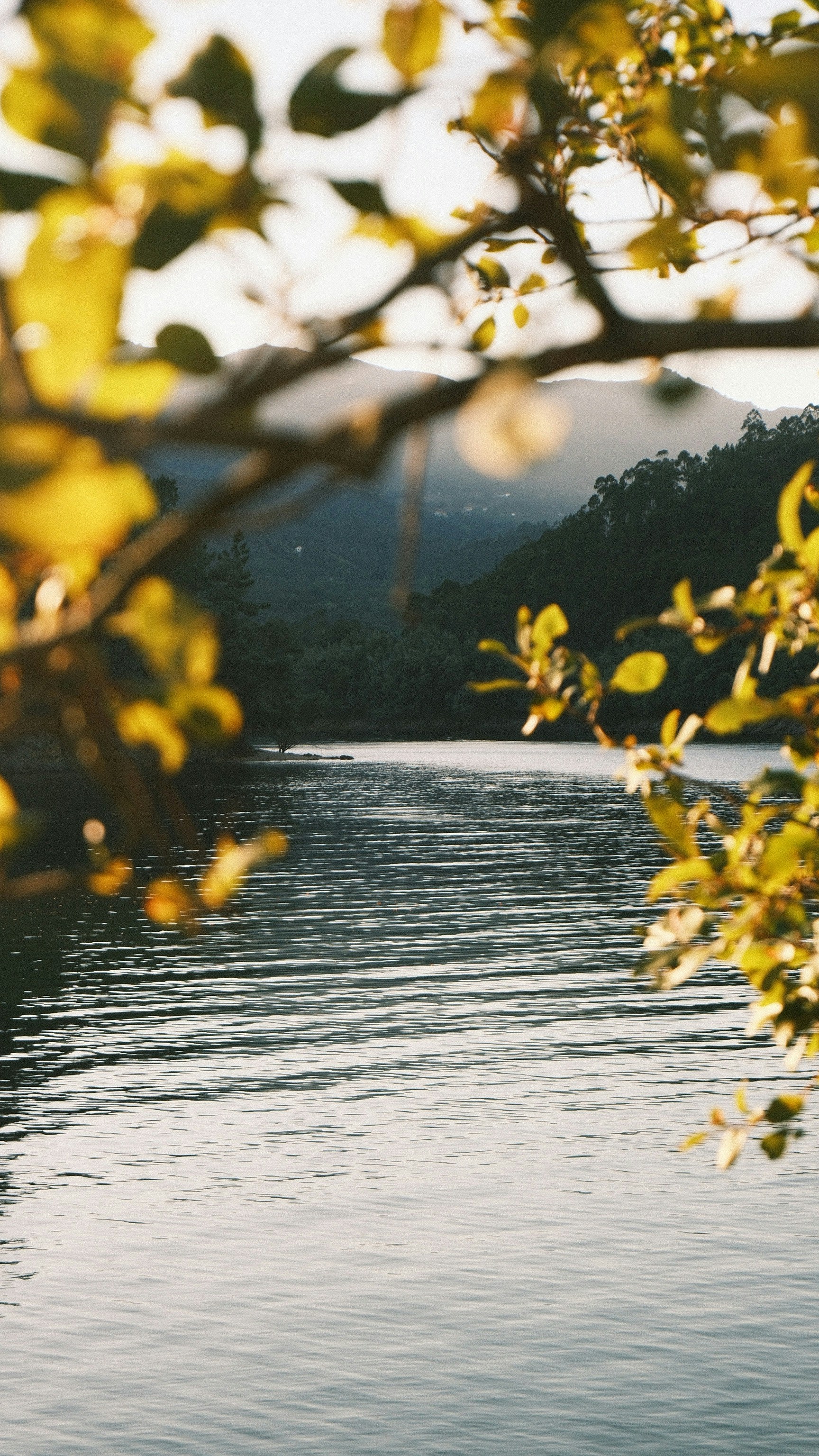 Framed Waters: Light Through Amber Canopy Over a Quiet Lake