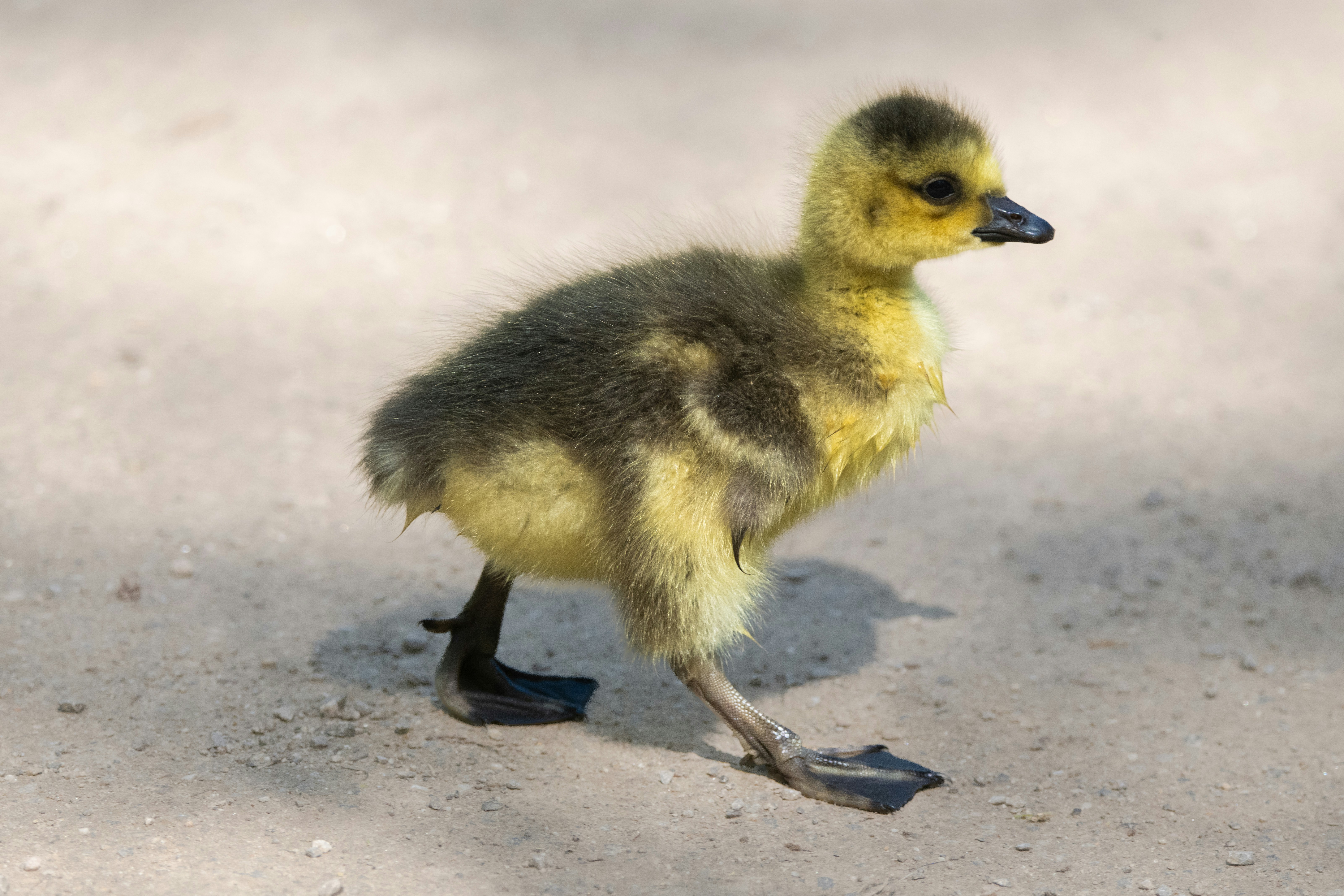 A fluffy gosling stands on sandy ground, its yellow and olive plumage catching soft light; the scene centers on the tiny bird with a shallow background suggesting a natural outdoor setting.