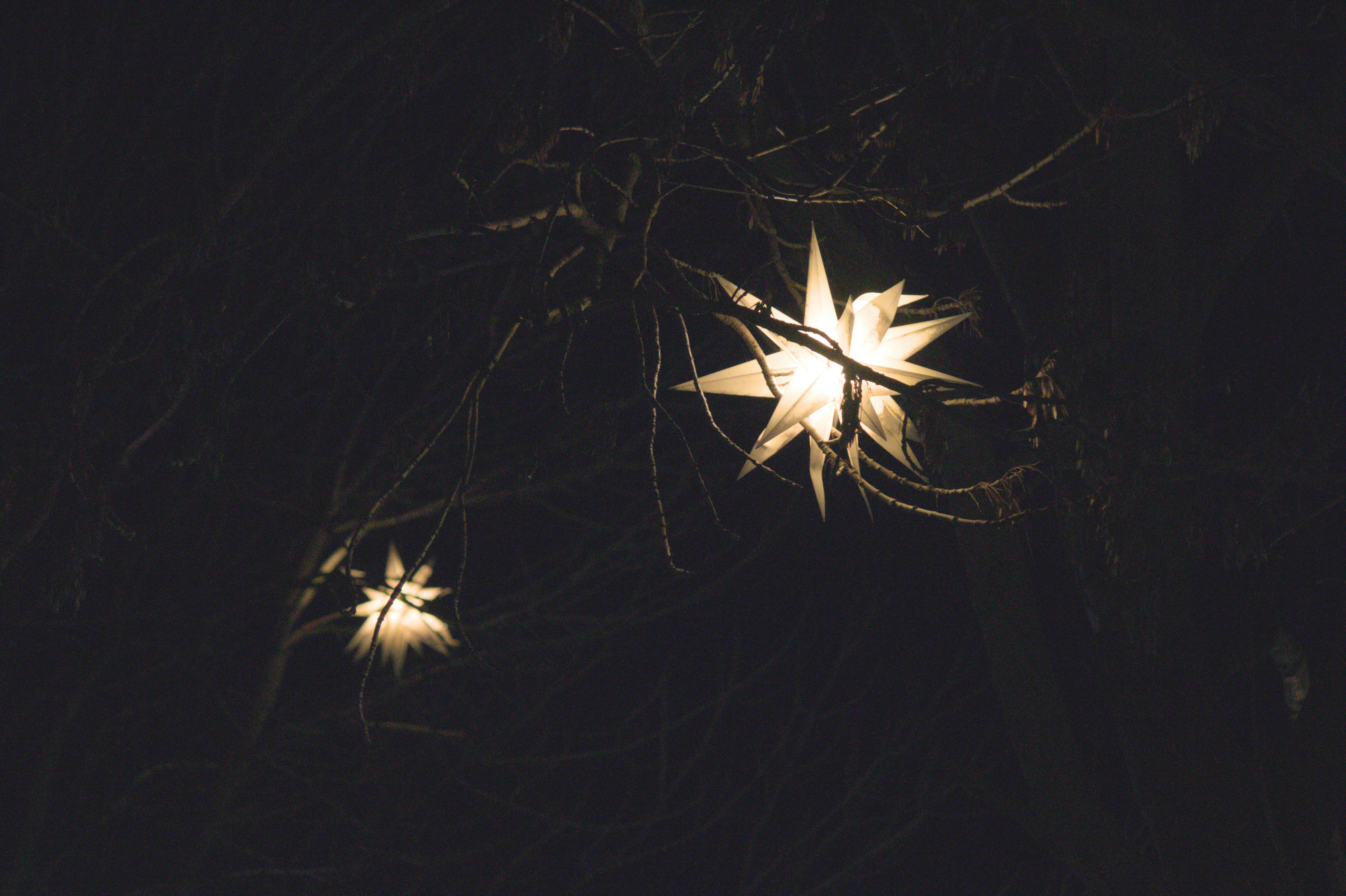 Silent Star in the Dark Garden