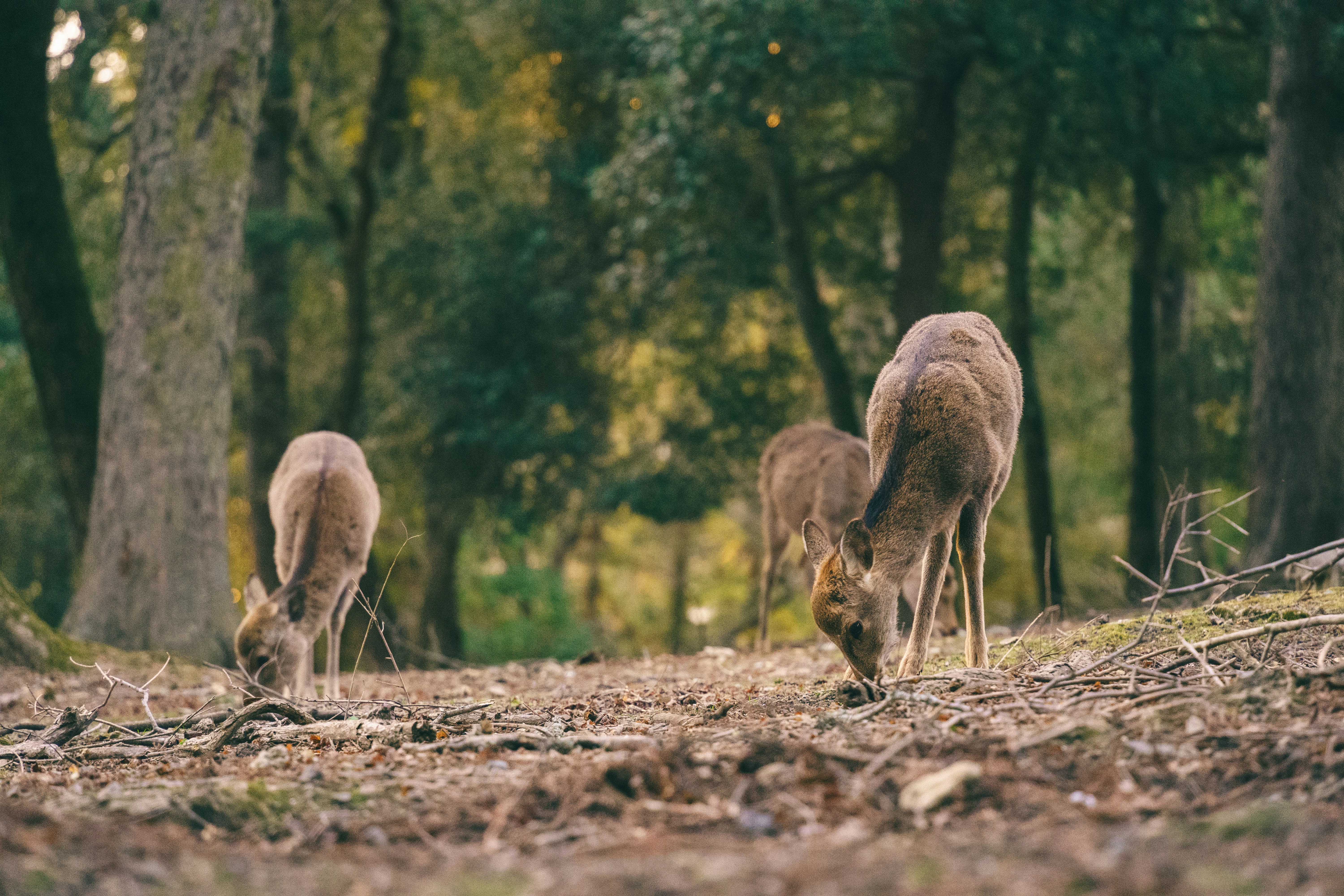 Forest Carpet: Deer Familiars at the Edge of Light