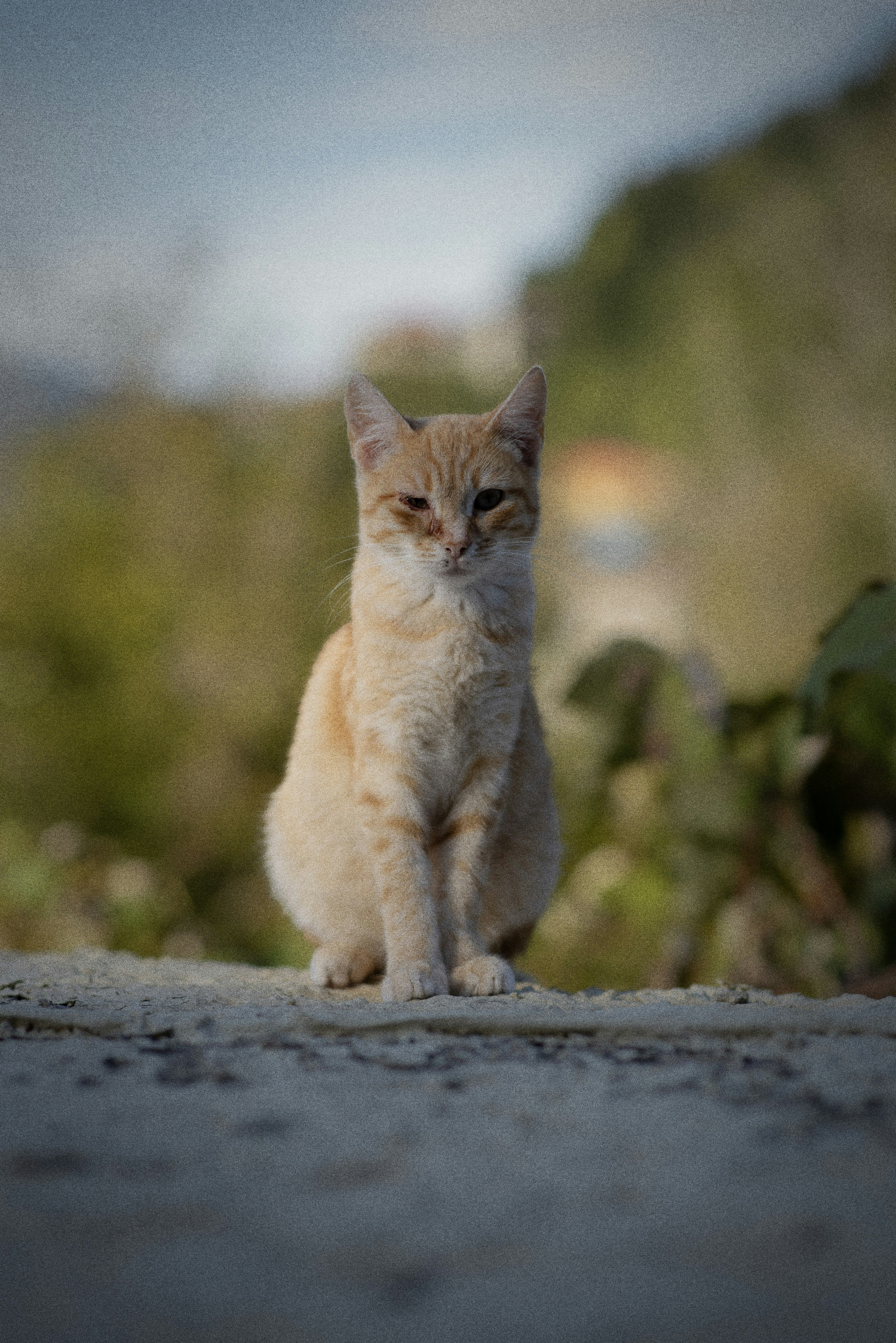 Grounded in Sunshine: A Ginger Cat Shields Its Gaze on the Path