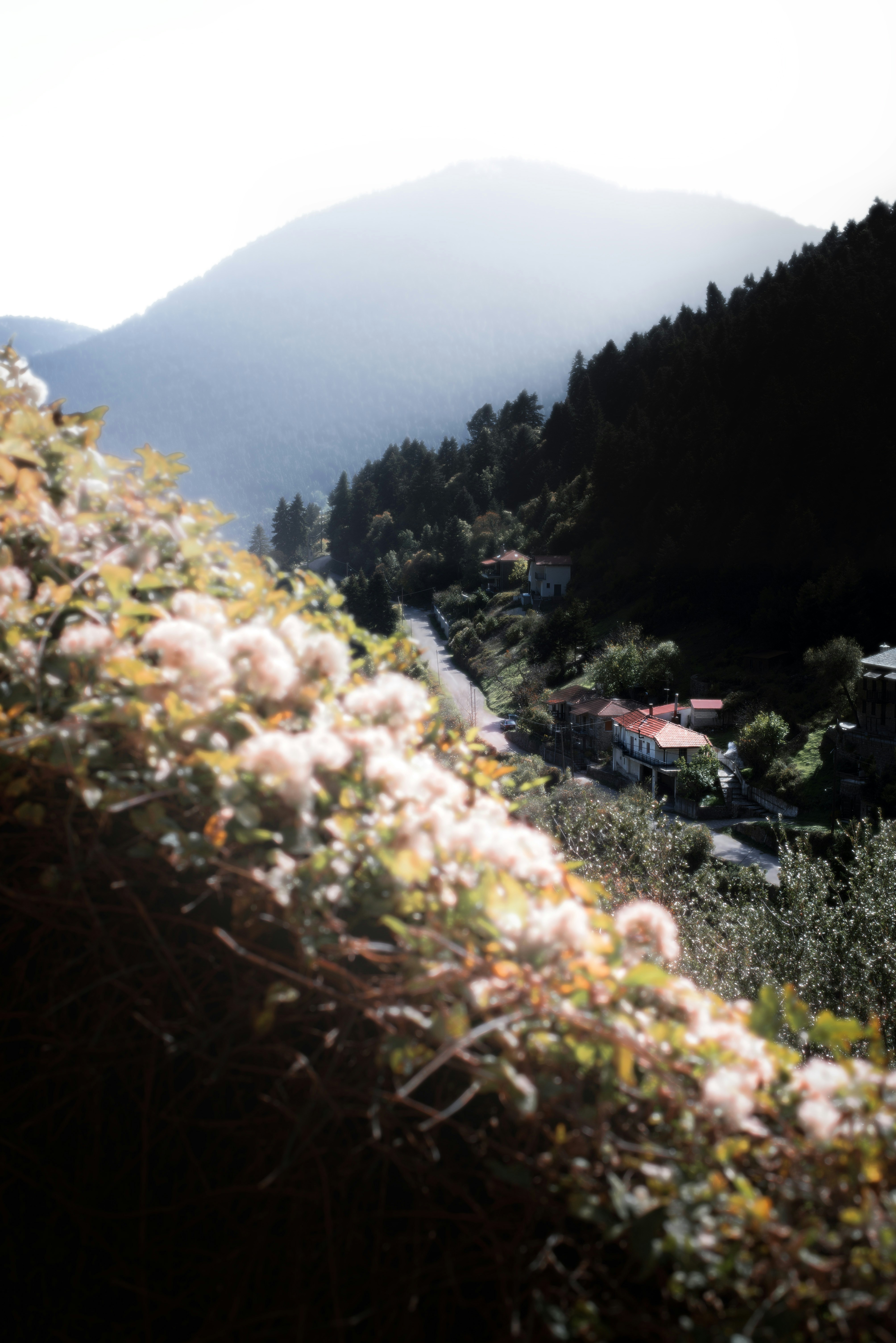 Mist-Hugged Terrace: A Mountain Village Framed by Blooming Brush
