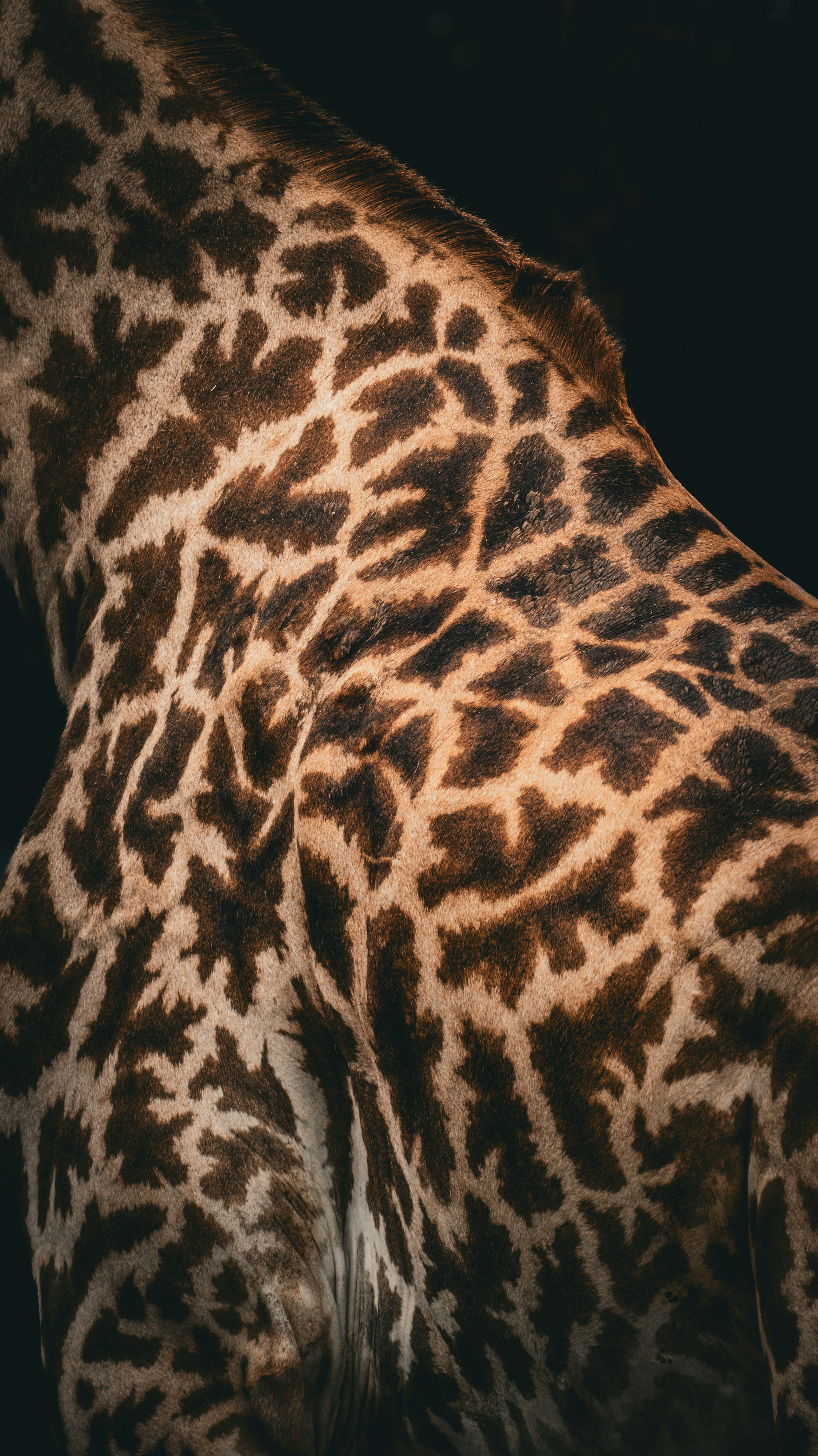 Close-up of leopard-spot fur with warm light on the pattern; a portion of the animal's body shown against dark background. (logo/illustration note not present).