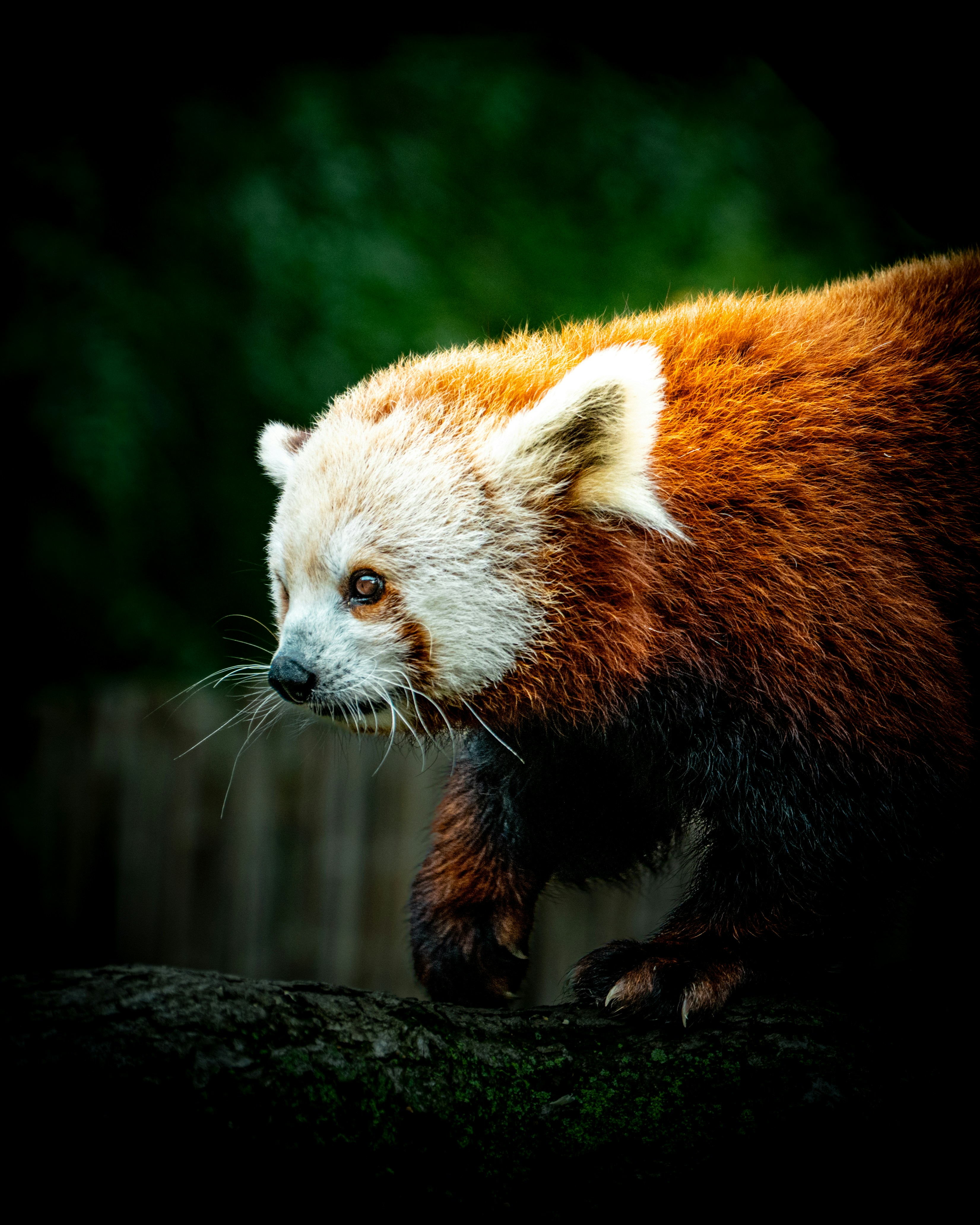 Red Panda at the Edge: A Curious Stare Along a Mossy Cliff