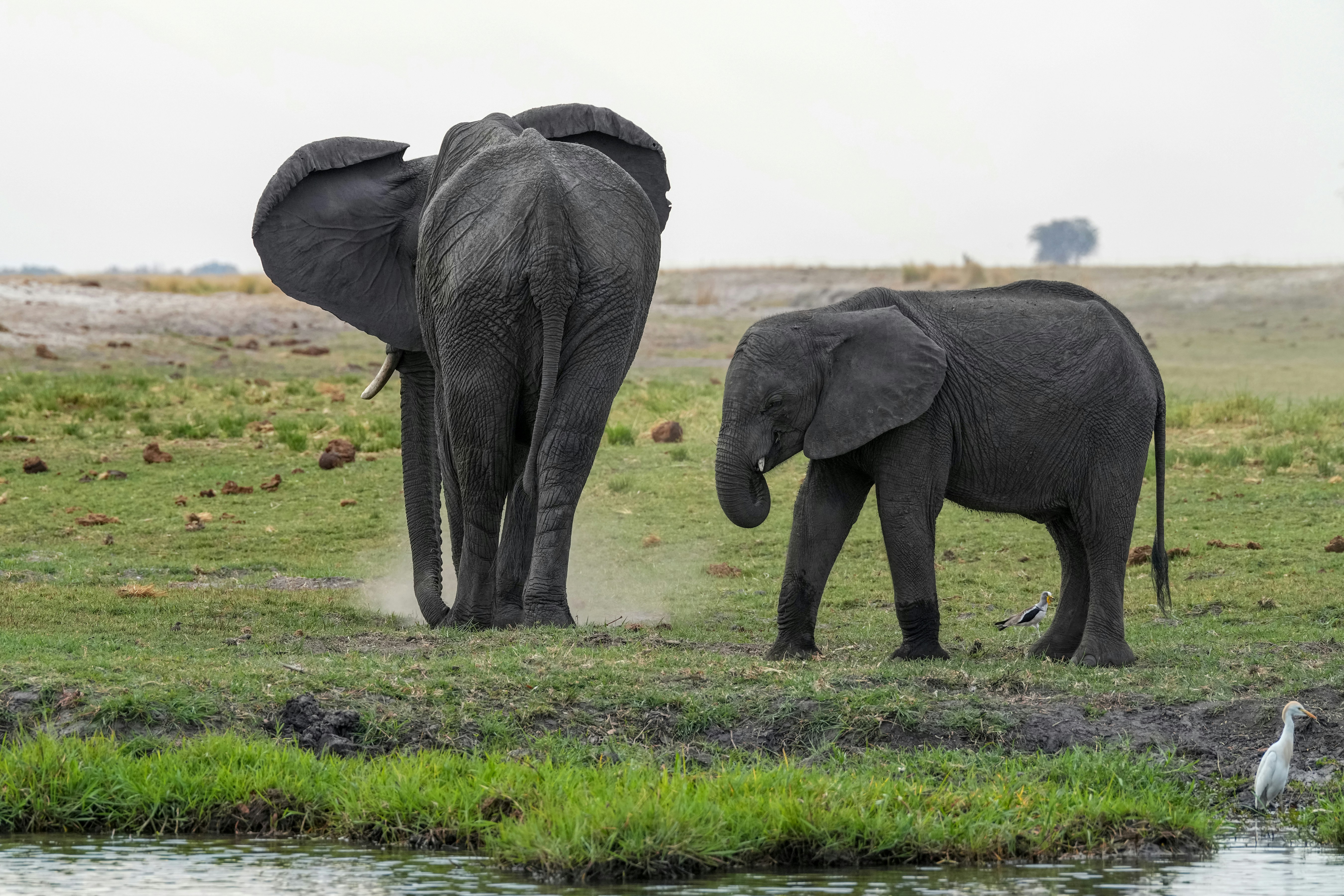 Two African elephants stand at the water's edge in a wide savanna, one adult and one juvenile, with a heron nearby. The scene emphasizes the animals' presence against a flat landscape and distant horizon.