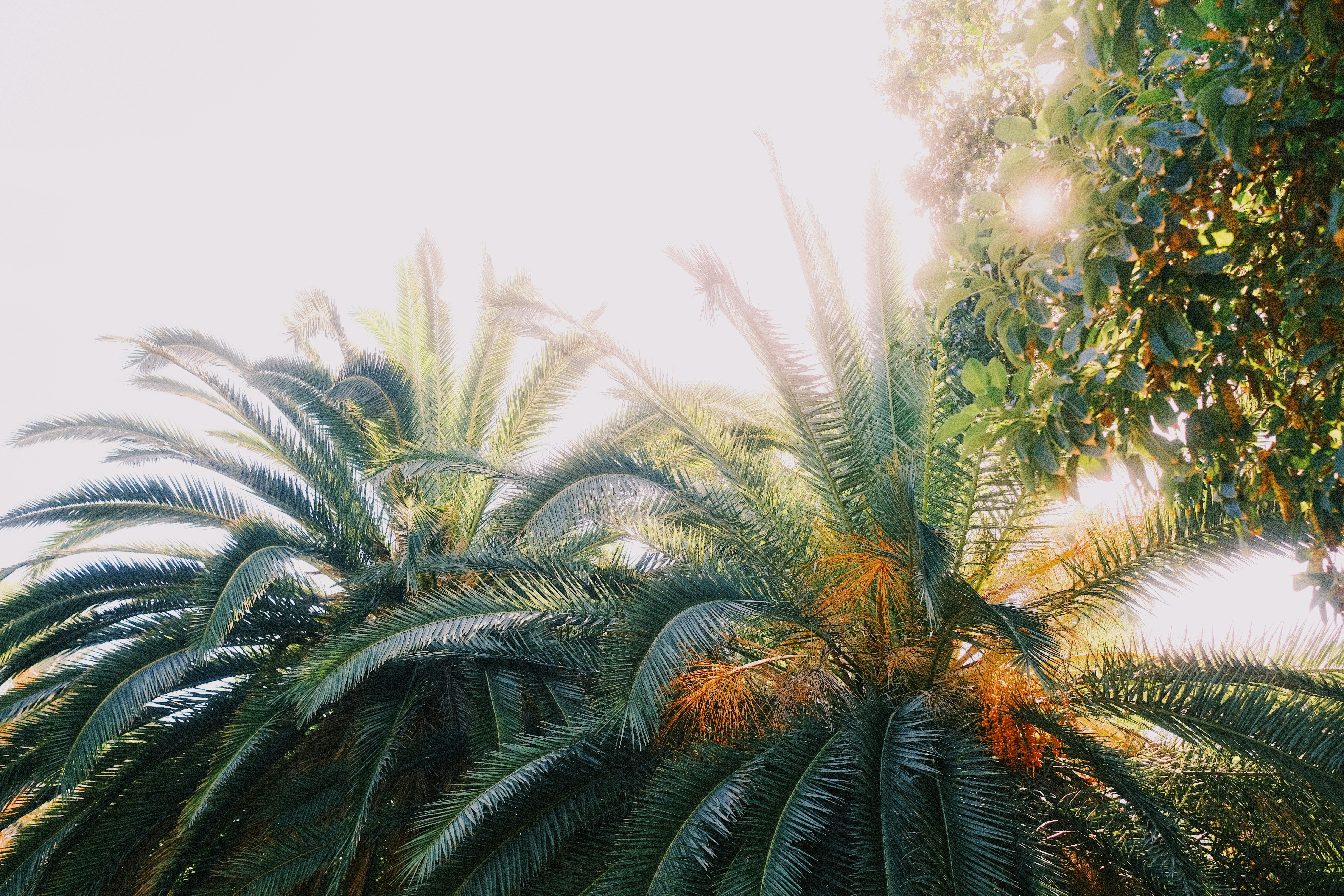 Sunlit Palm Crown: Fronds in Morning Glow